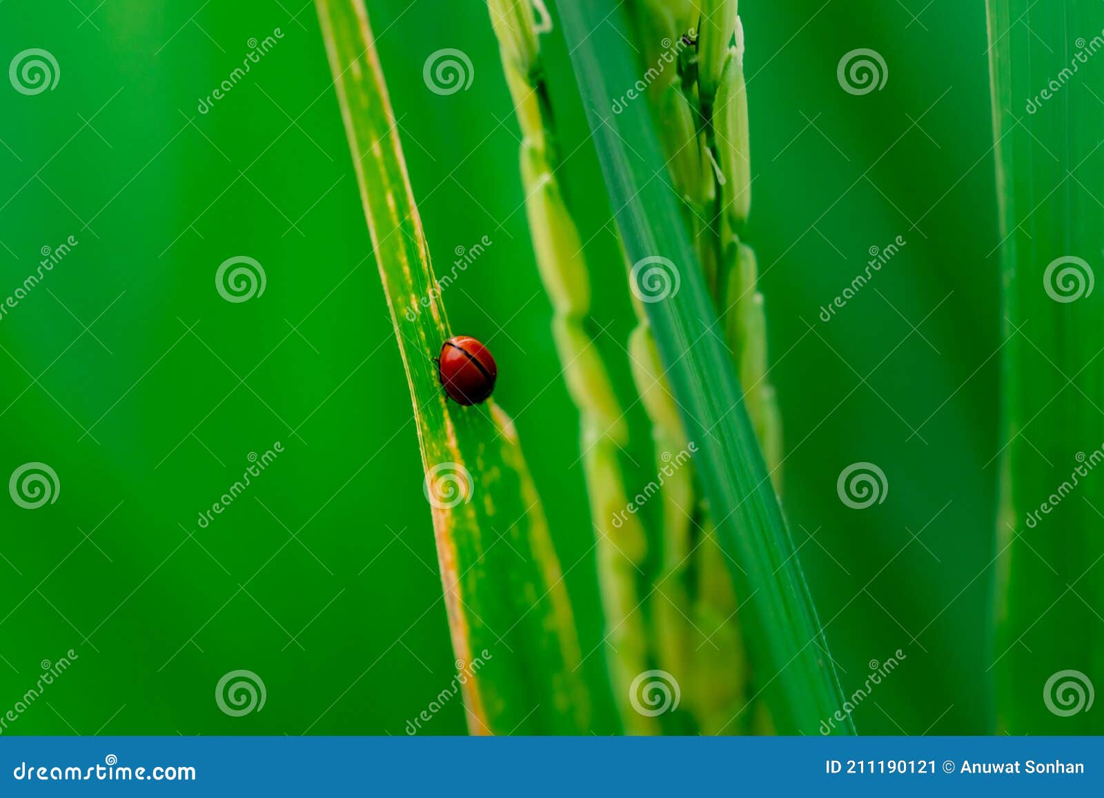 Close Up Ladybug with Rice Leaves and Green Soft Focus Background Stock ...