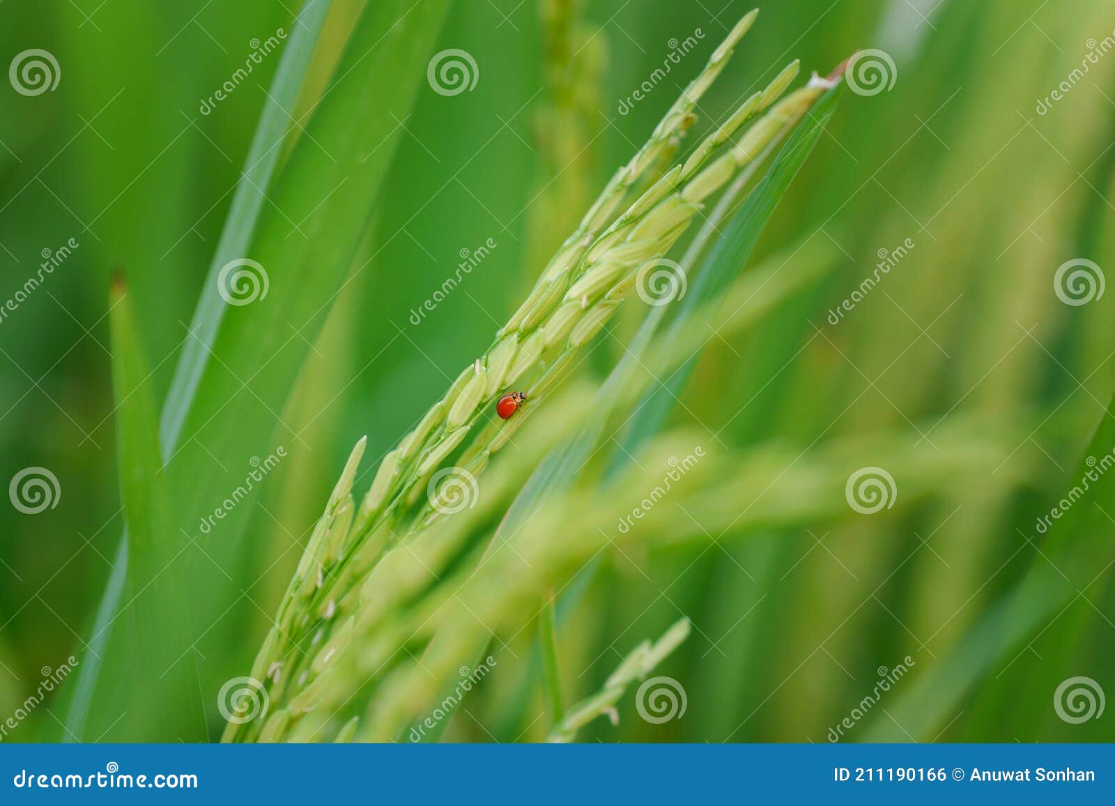 Close Up Ladybug with Rice Leaves and Green Soft Focus Background Stock ...