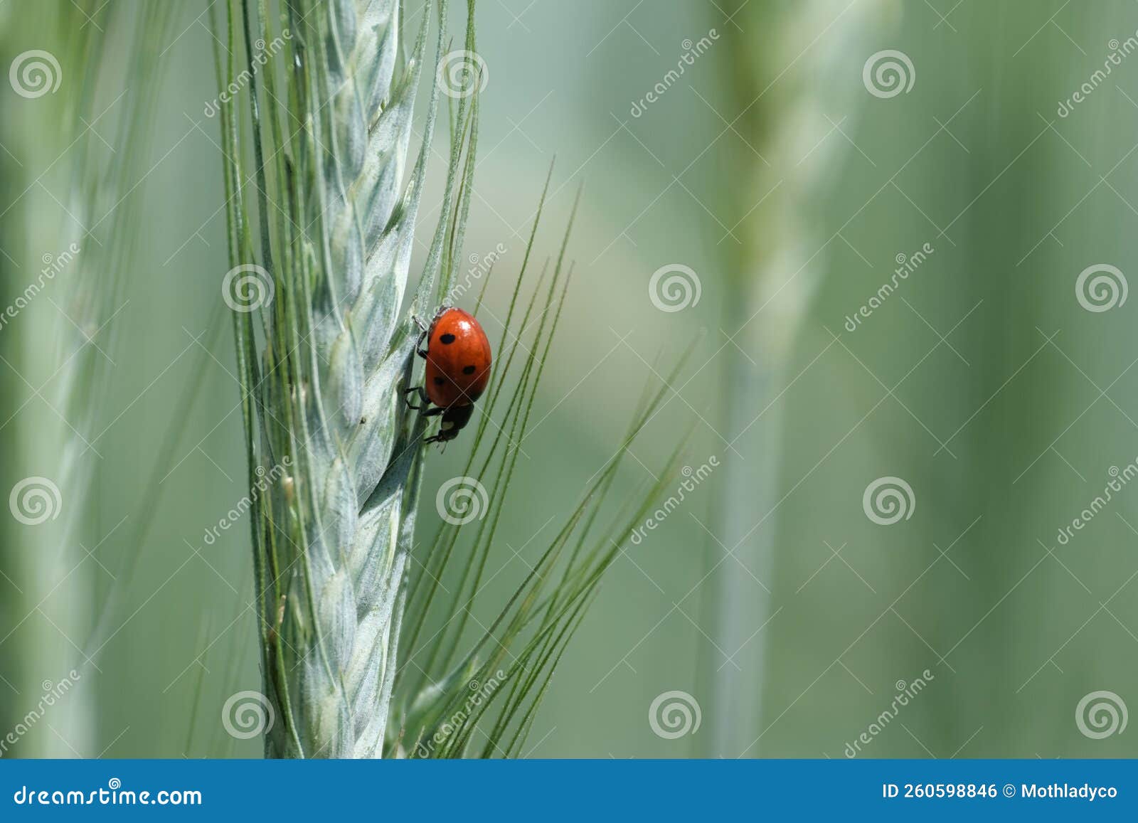 Close Up of a Ladybug, Side View Stock Photo - Image of ladybird ...