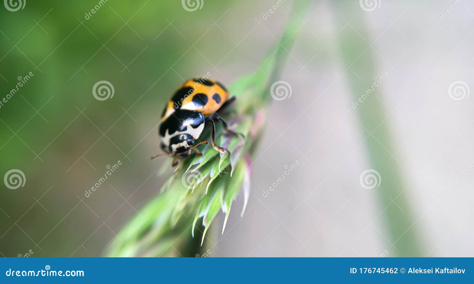 Close Up of Ladybug Sitting on Flower Stock Photo - Image of beetle ...