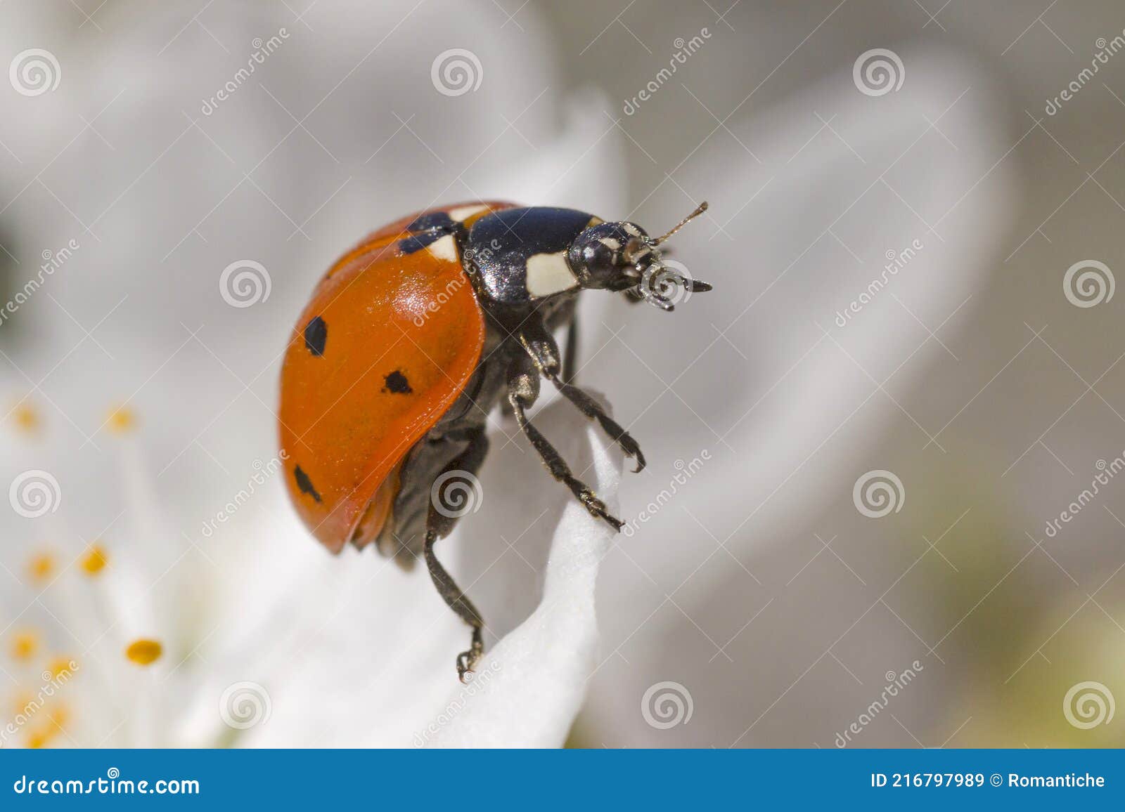 Ladybug Sitting On A Green Leaf Royalty-Free Stock Photography ...