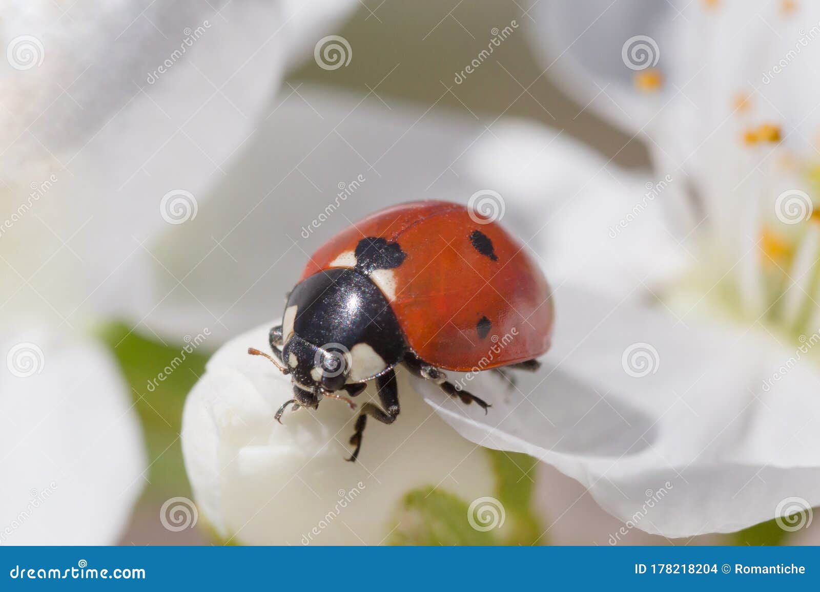Close Up of Ladybug Sitting on White Blossoming Stock Photo - Image of ...
