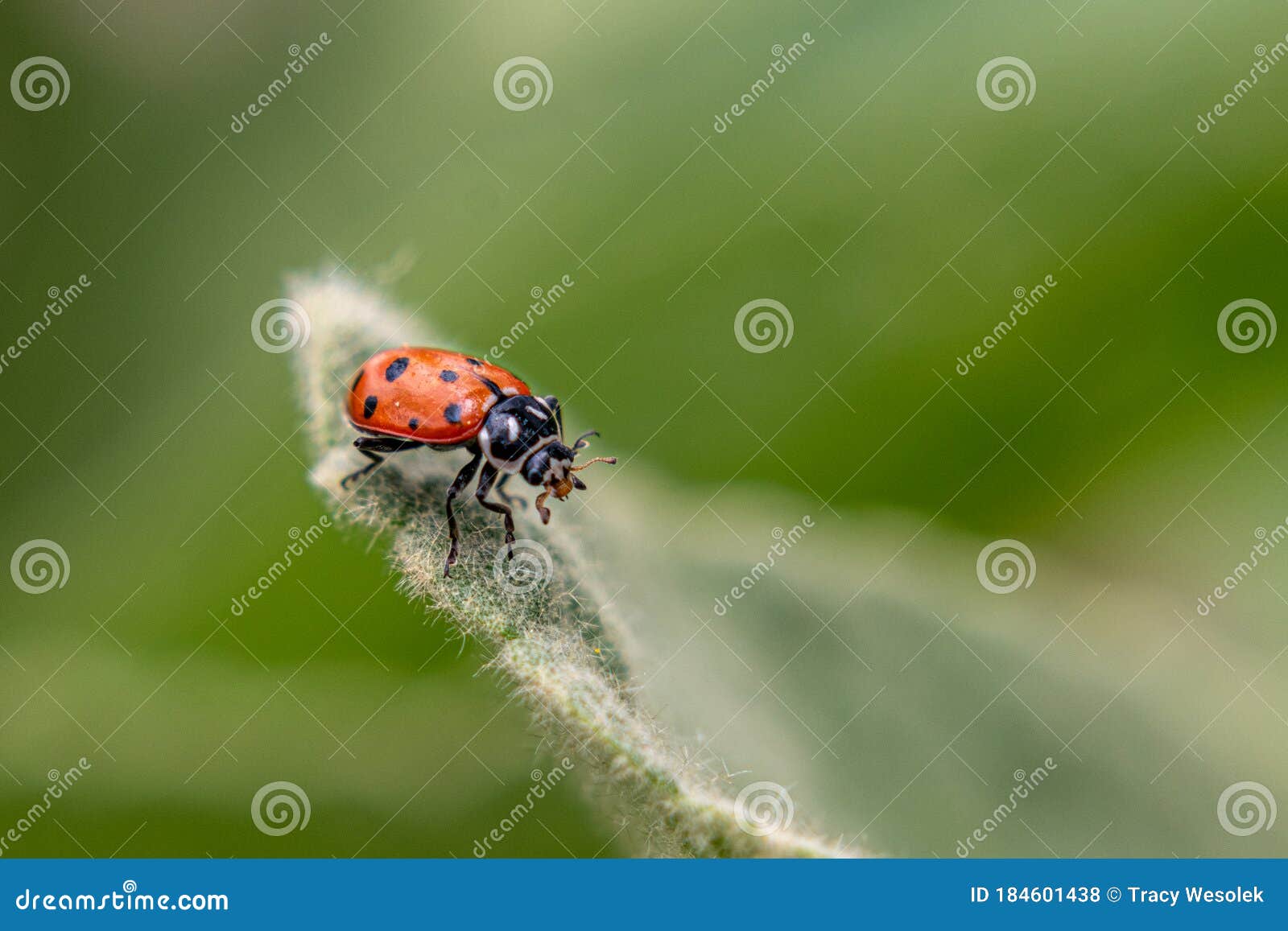 Close up of a ladybug stock photo. Image of park, ladybug - 184601438