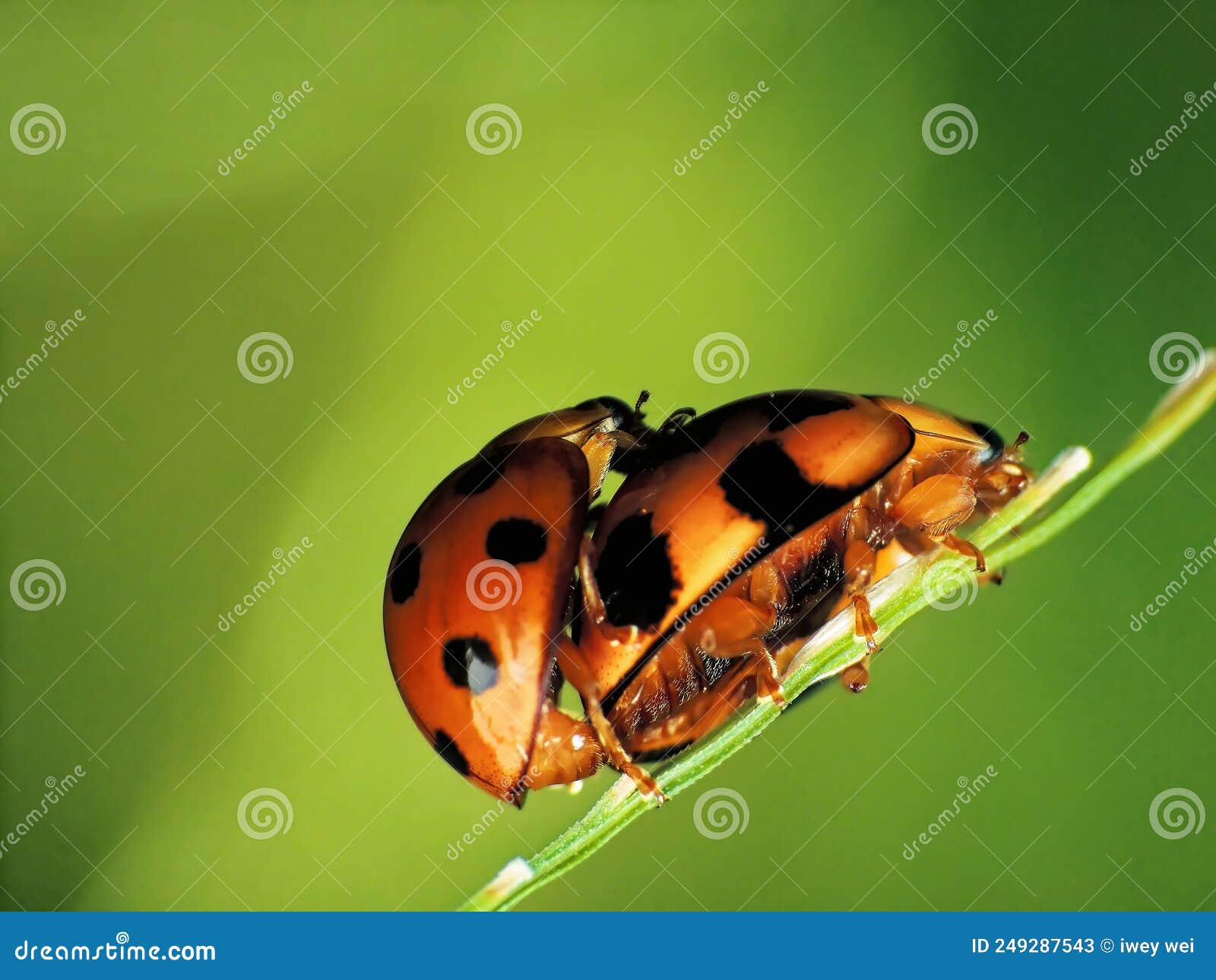 Close-up of Ladybugs Mating on Leaf Stock Image - Image of ladybugs ...