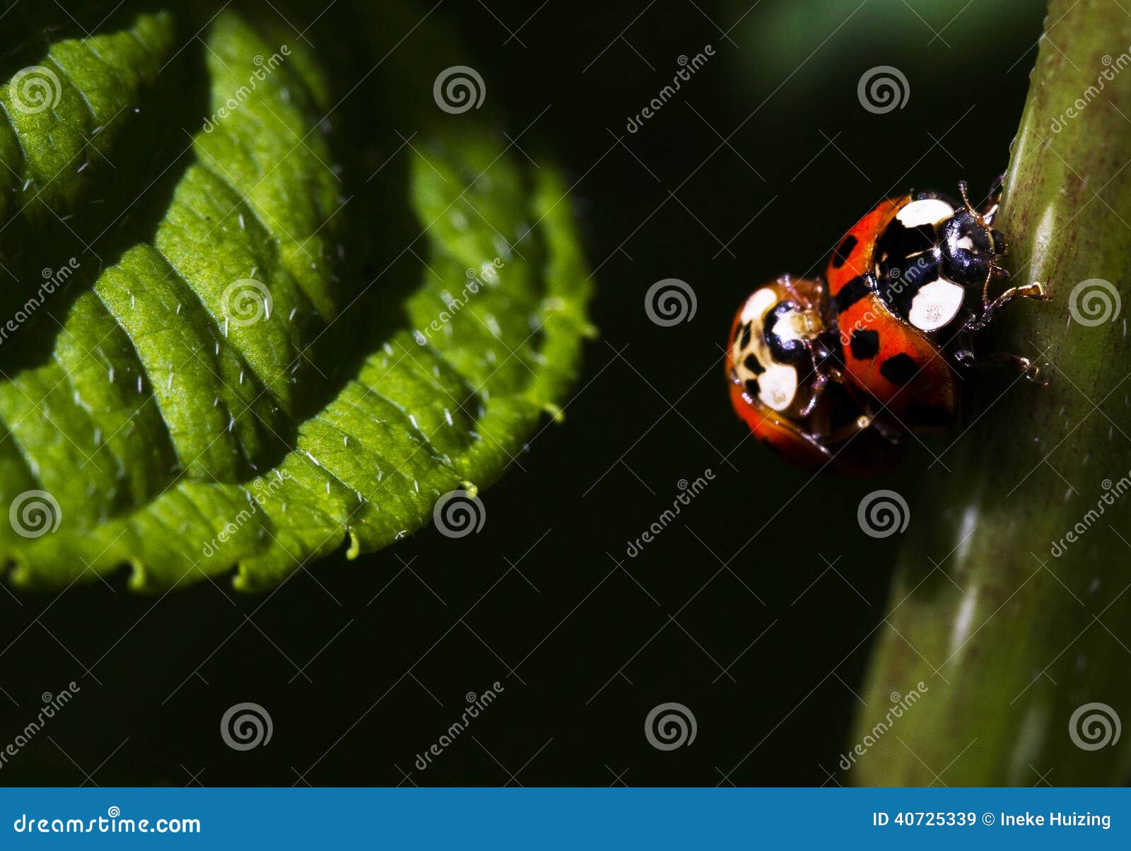 Close up of 2 ladybugs stock image. Image of lieveheersbeestje - 40725339