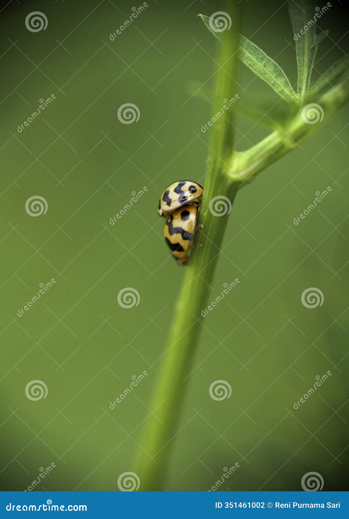 Two Ladybugs Mating Within A Flower Royalty-Free Stock Photo ...