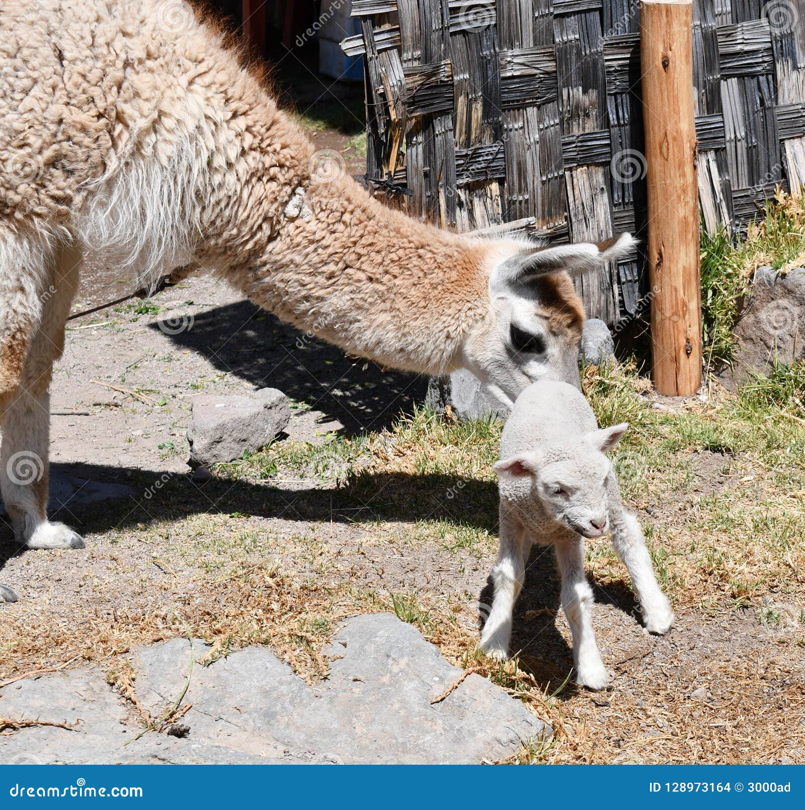 A Lama and a Lamb in Peru, South America Stock Photo - Image of ...