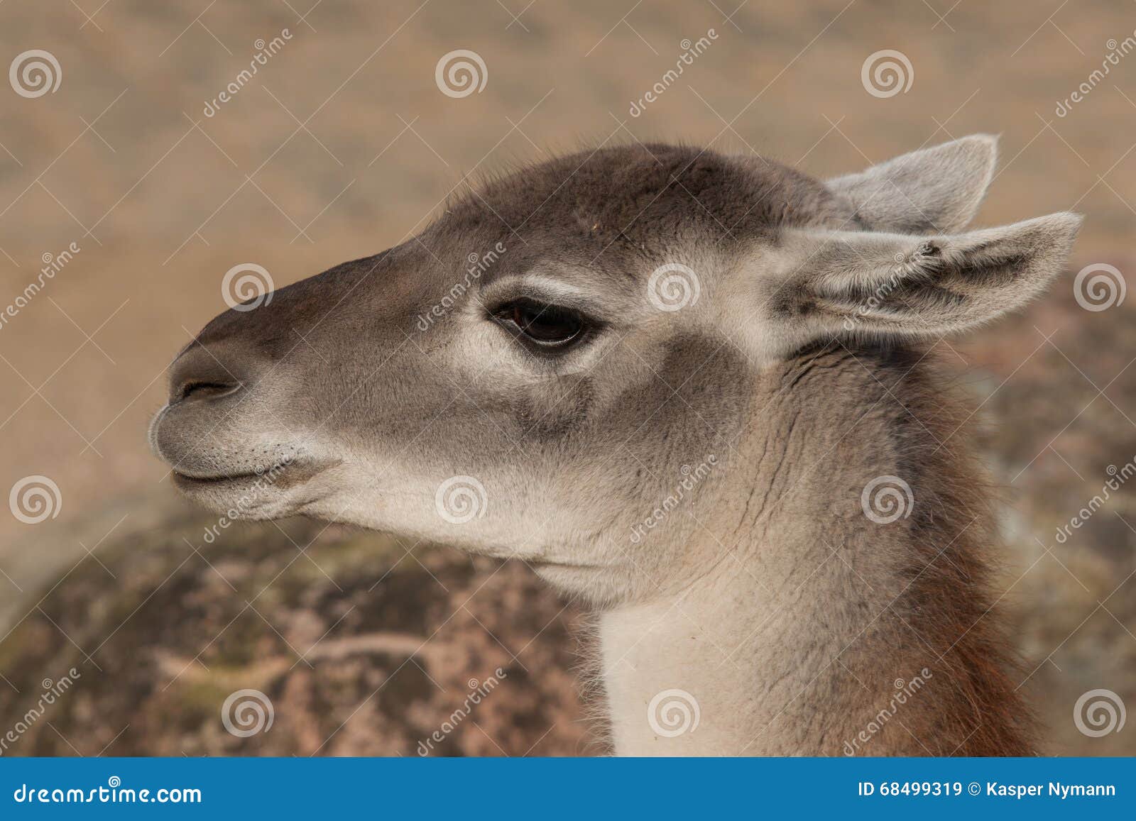 Close-up of a Lama in the Spring Stock Image - Image of face, beauty ...