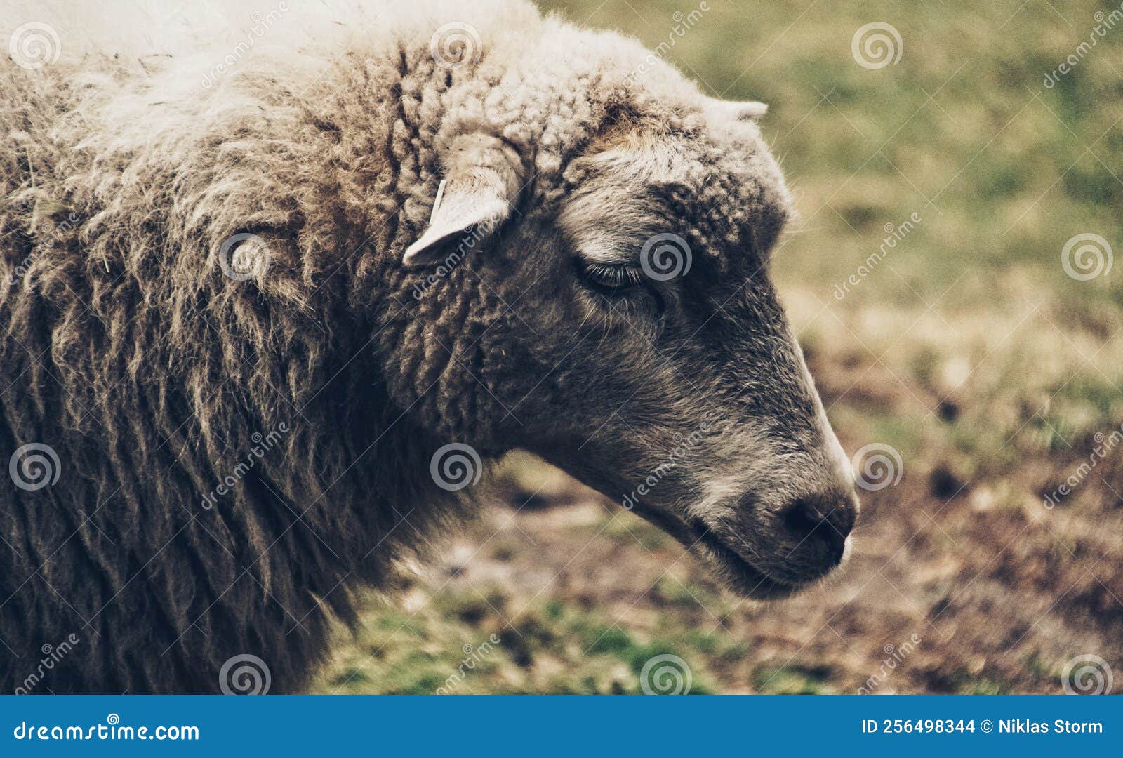 Close up of a lamb stock photo. Image of goats, goat - 256498344