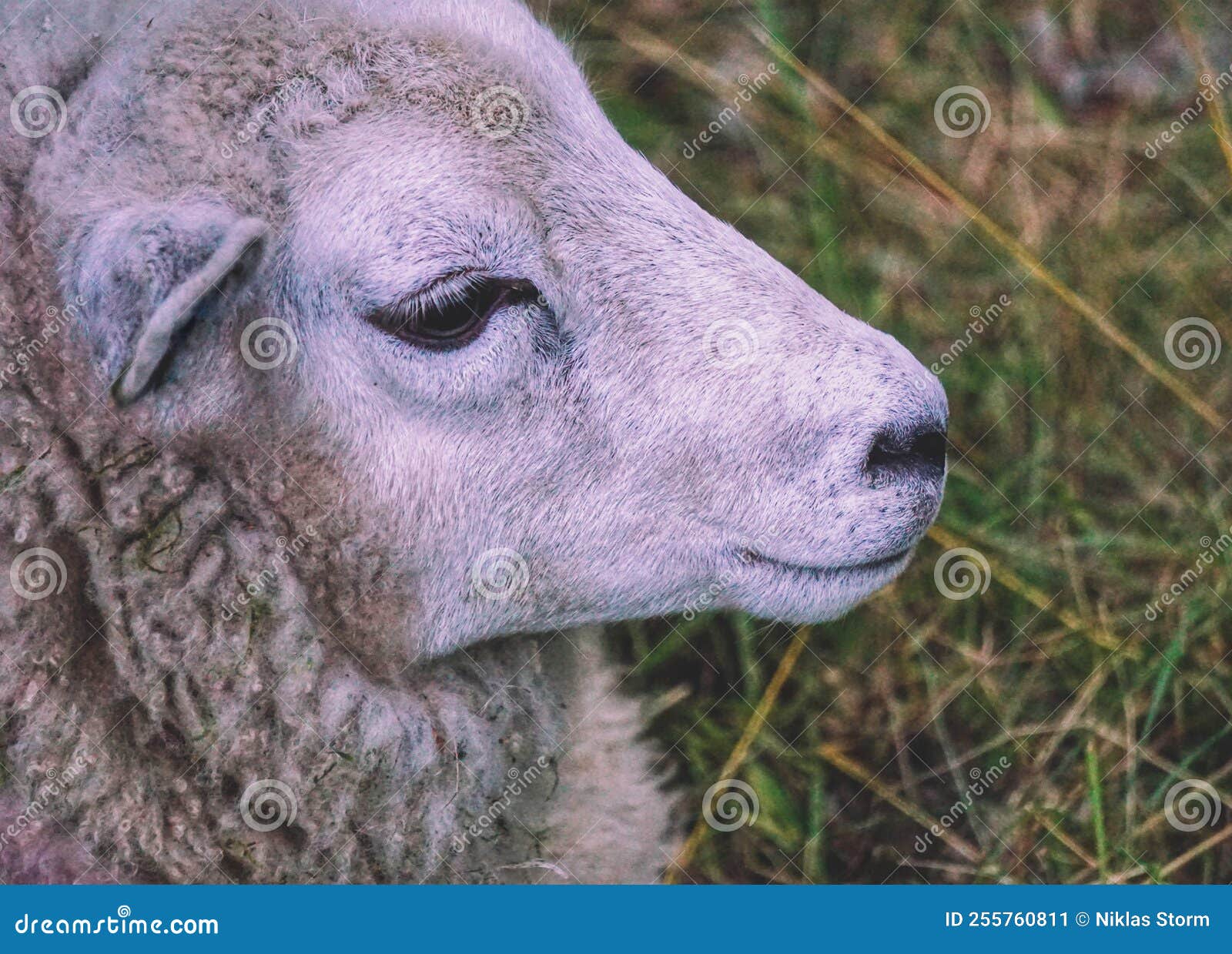 Close up of a lamb stock image. Image of head, cattle - 255760811