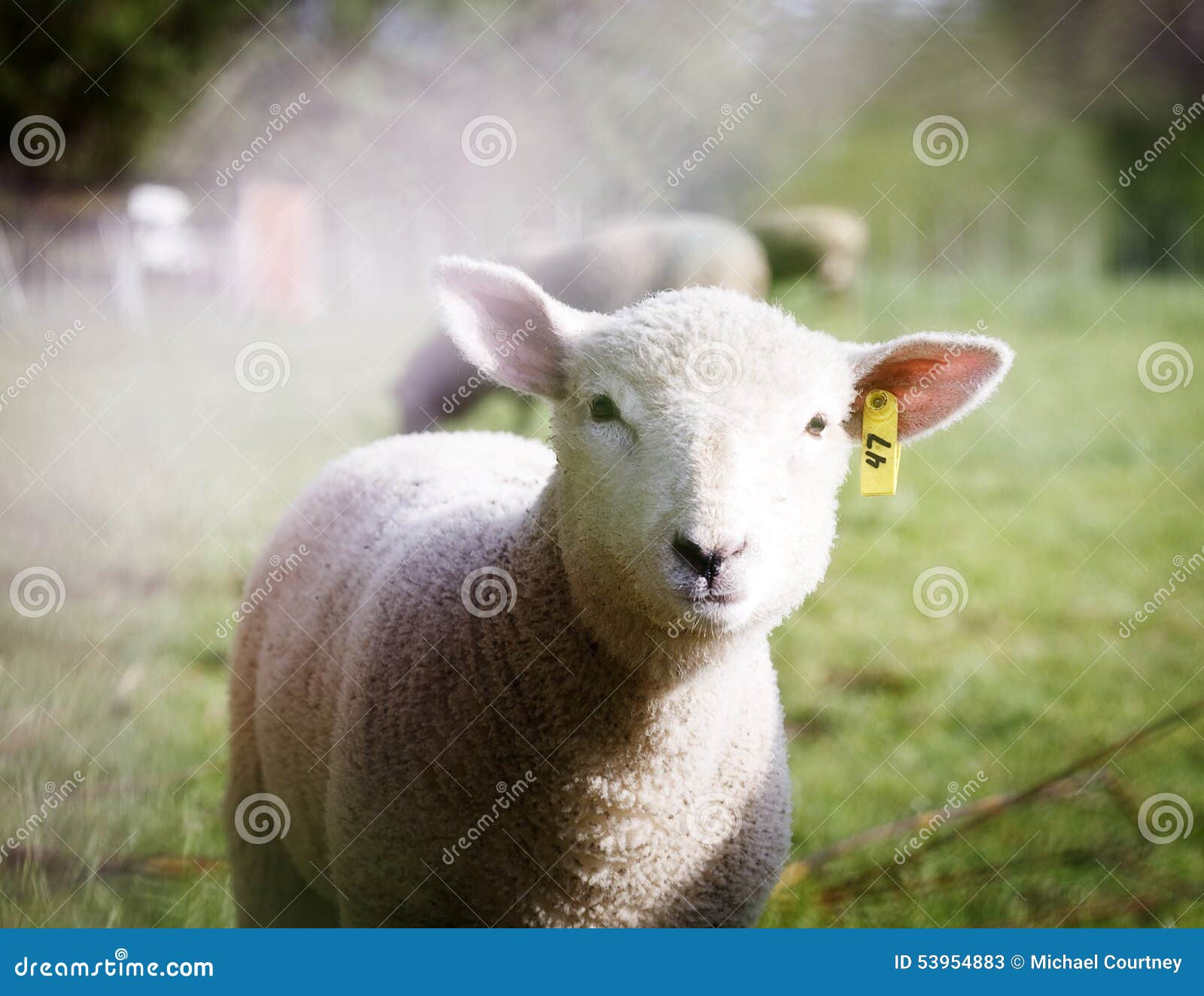 Close Up of a Lamb in a Field Looking at the Camera. Stock Image ...