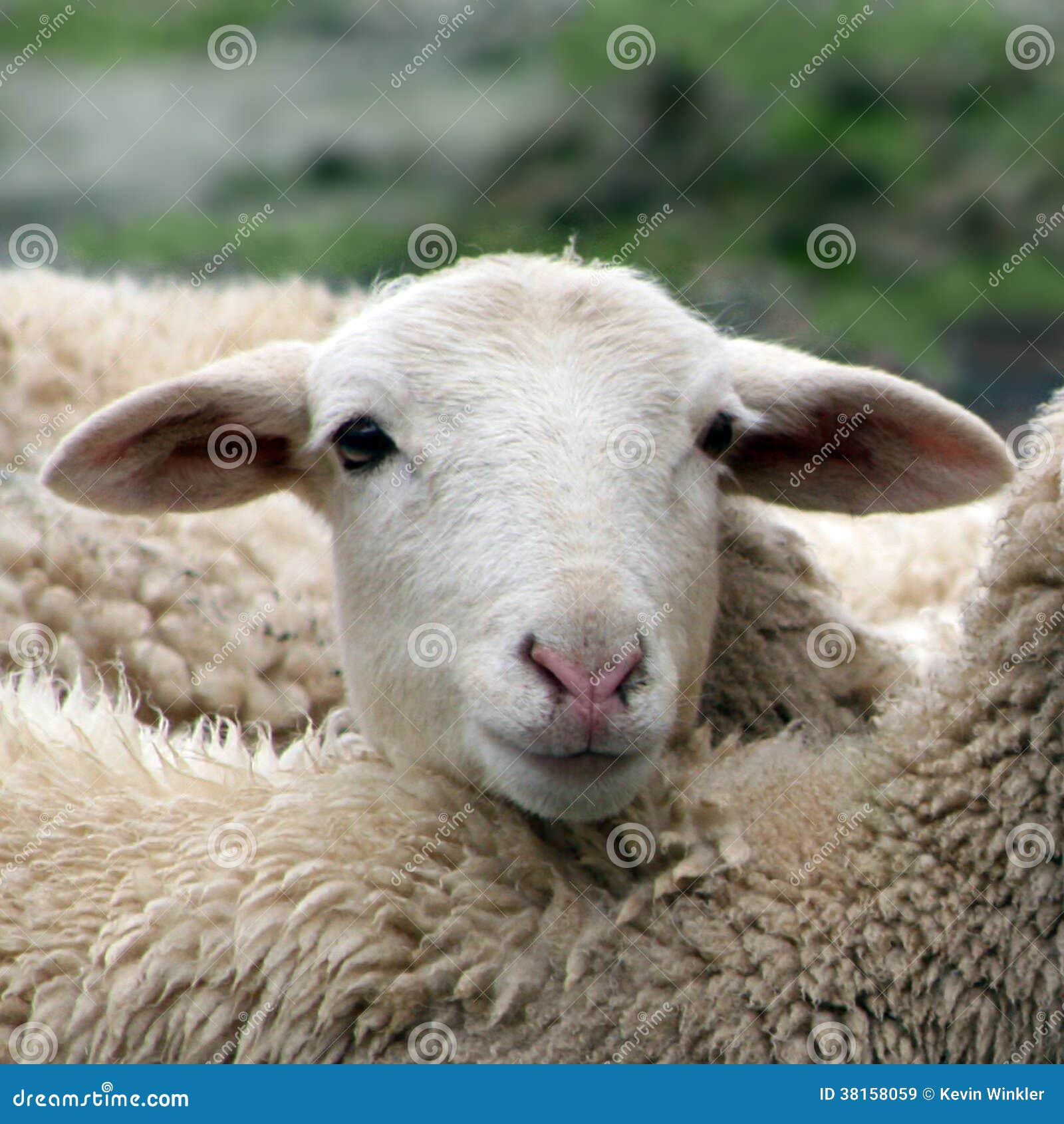 Close up of a lamb, sheep stock image. Image of environment - 38158059