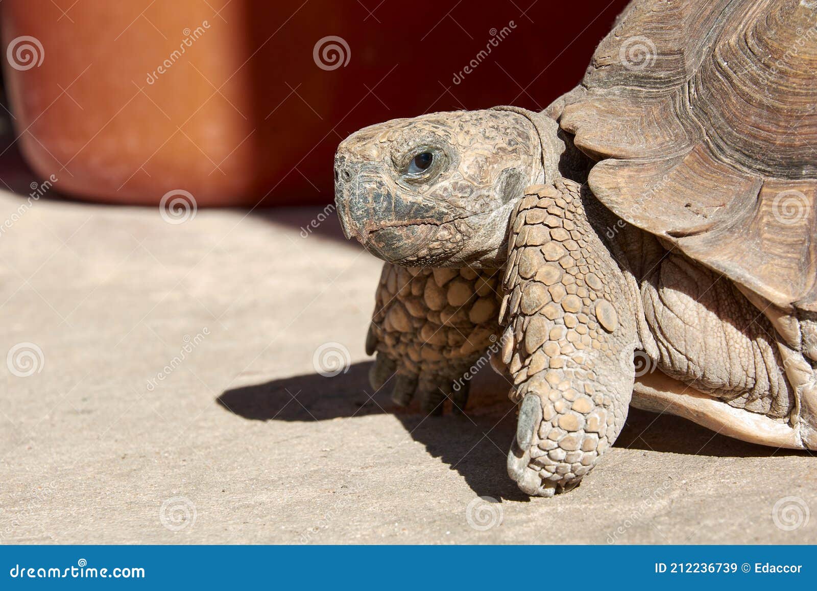 A Close Up of Land Turtle Looking at the Camera while Standing in the ...