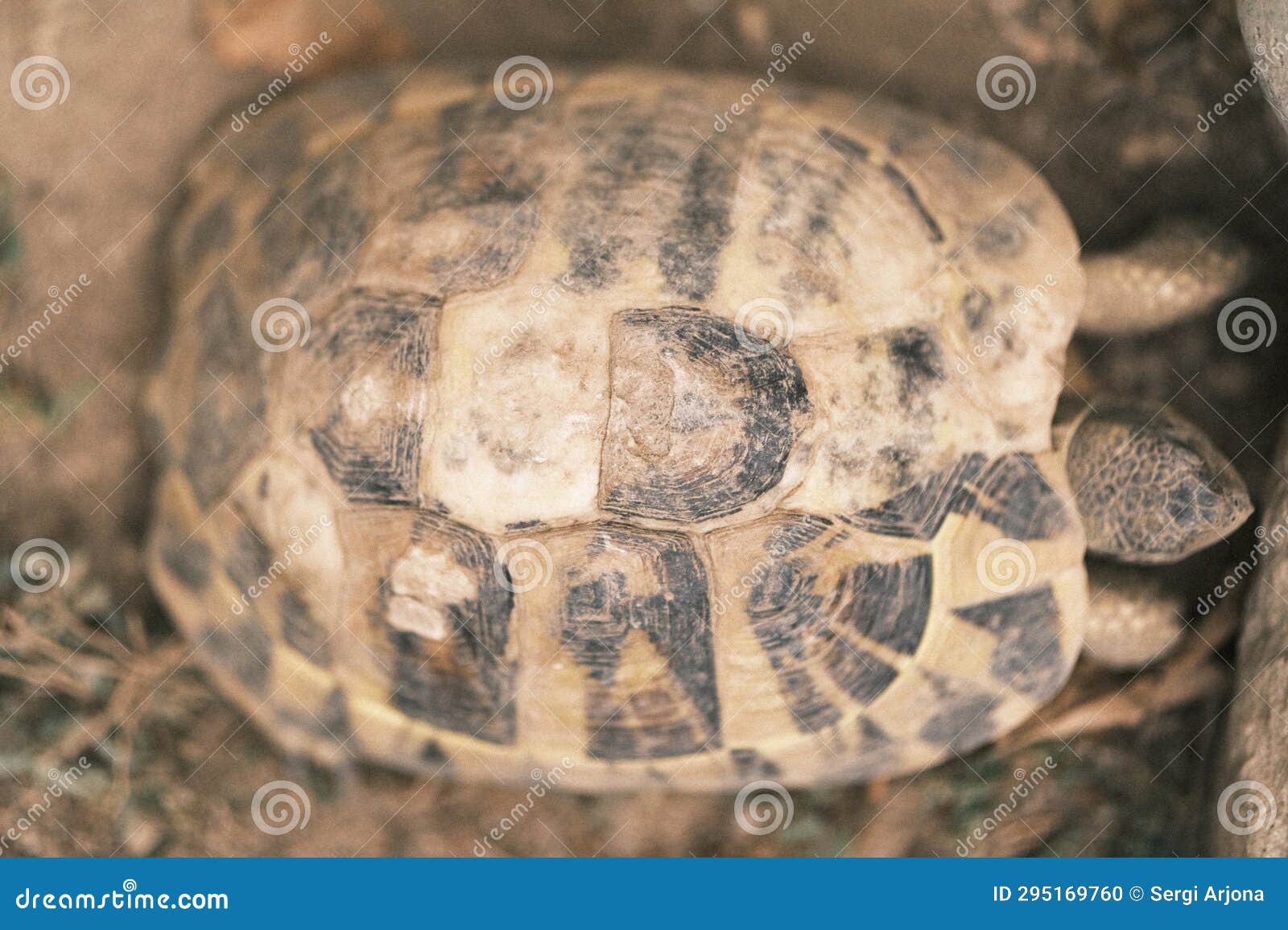 Close-up of a Land Turtle Shell Seen from Above Stock Photo - Image of ...
