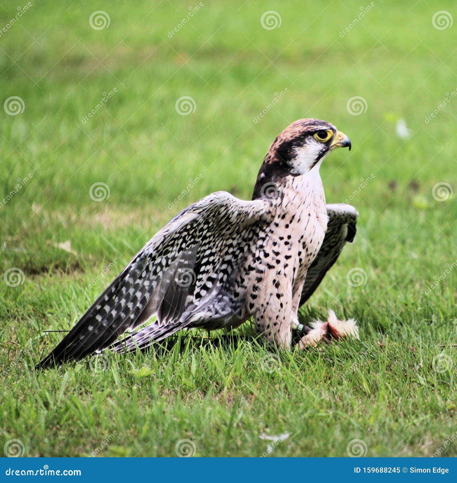 A Close Up of a Lanner Falcon Stock Image - Image of hawk, chester ...