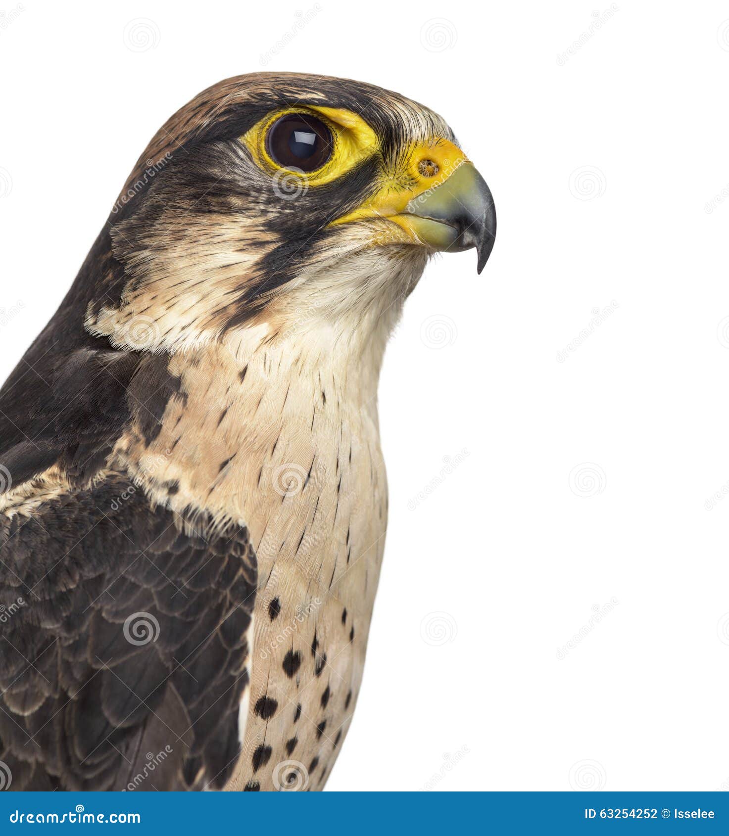 Falco Biarmicus Or Borni Falcon, Barni Or Lanario Is A Species Of ...