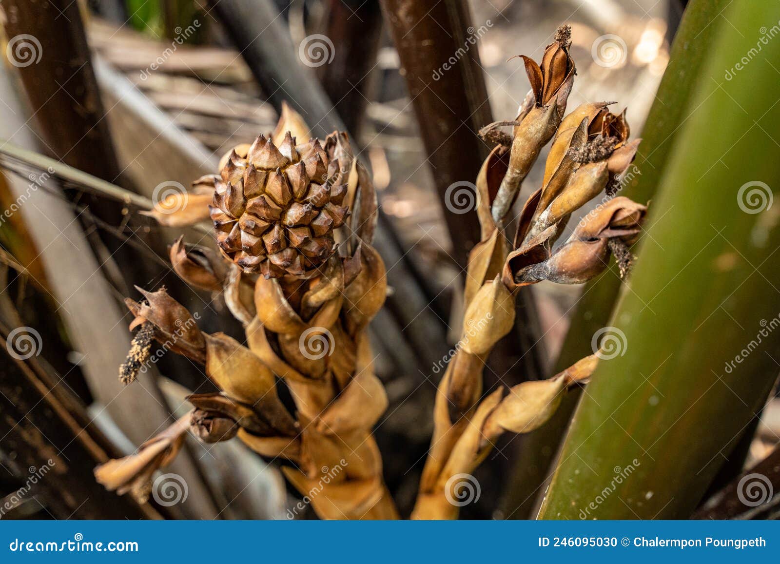 Close Up of Large Atap Palm or Mangrove Palm Stock Photo - Image of ...