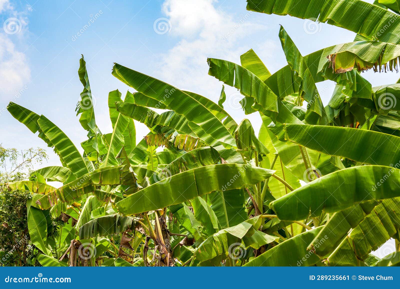 Close-up of a Large Banana Tree in the Wild Stock Image - Image of ...