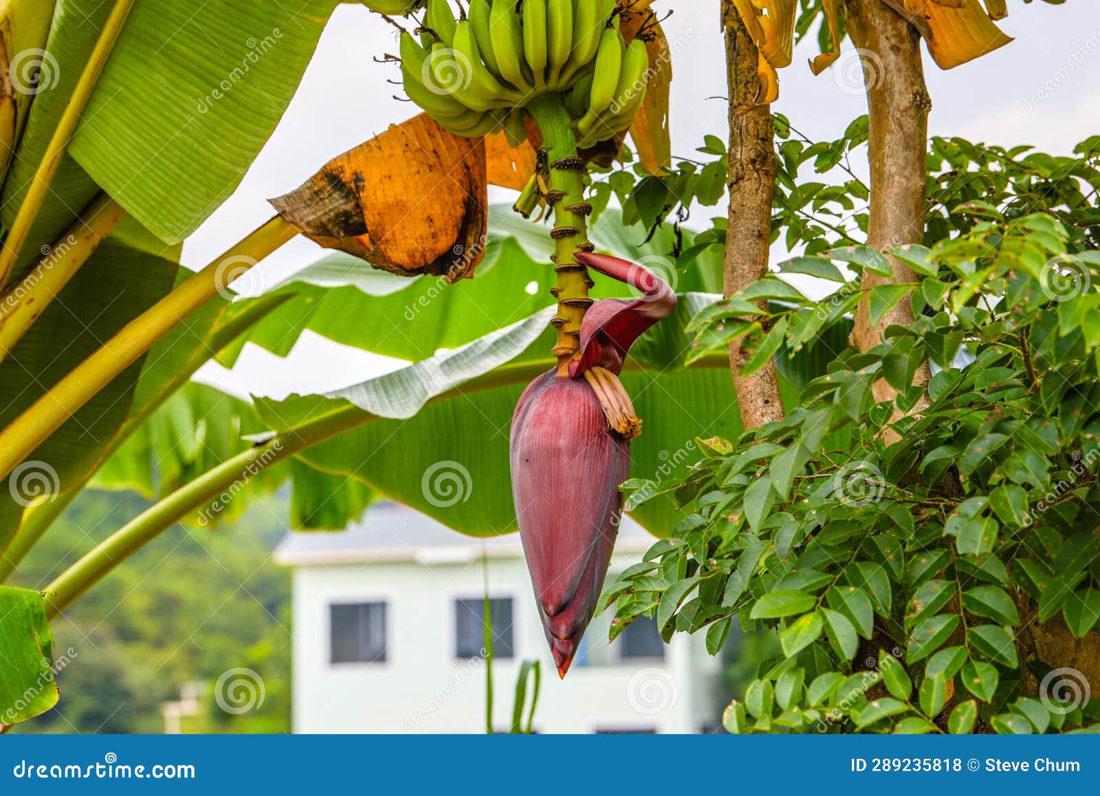 Close-up of a Large Banana Tree in the Wild Stock Photo - Image of ...
