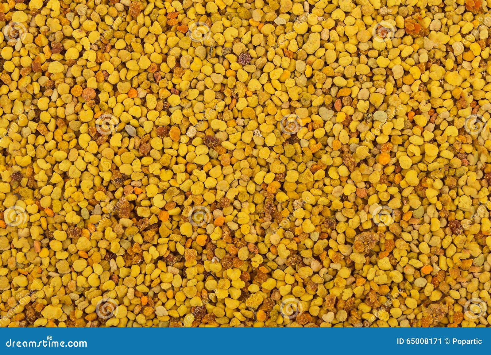 Close Up of Large Bee Pollen Stock Image - Image of color, supplement ...