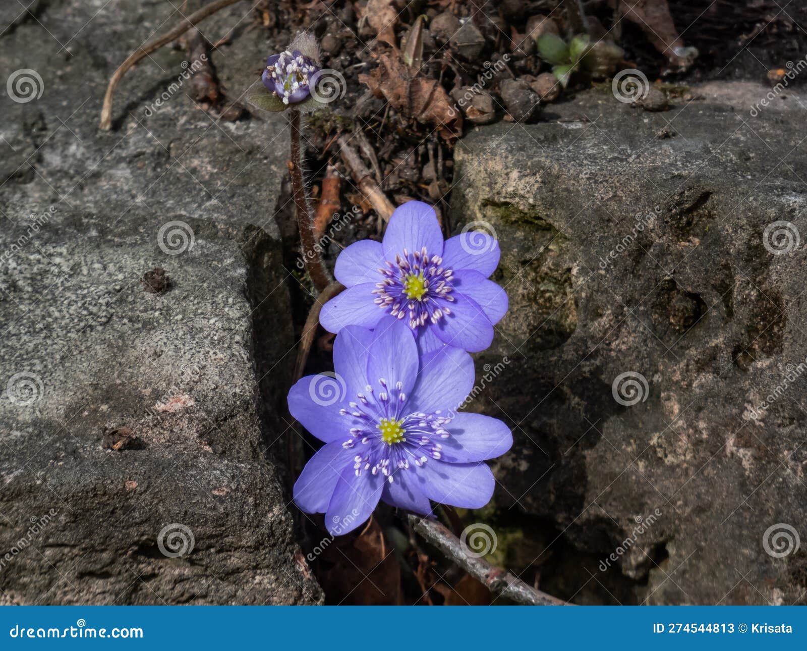 Close-up of the Large Blue Hepatica (Hepatica Transsilvanica) in Spring ...