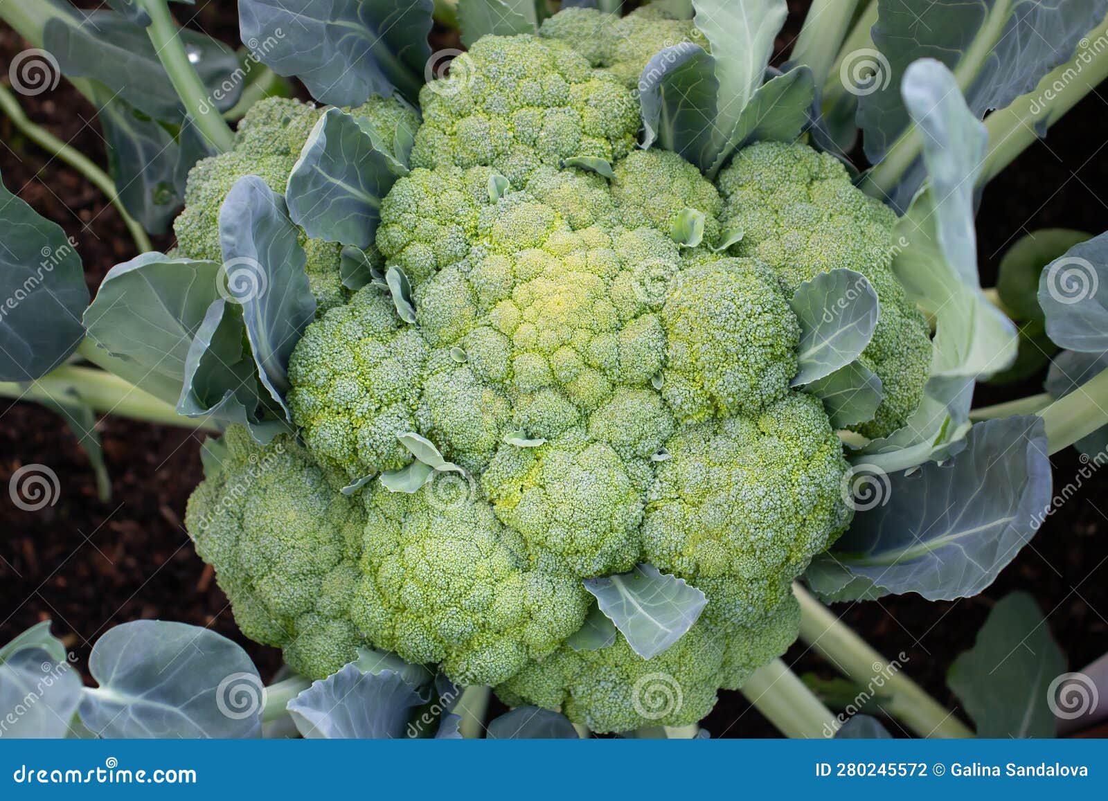 Close-up of Large Broccoli on a Garden Bed, Top View Stock Photo ...