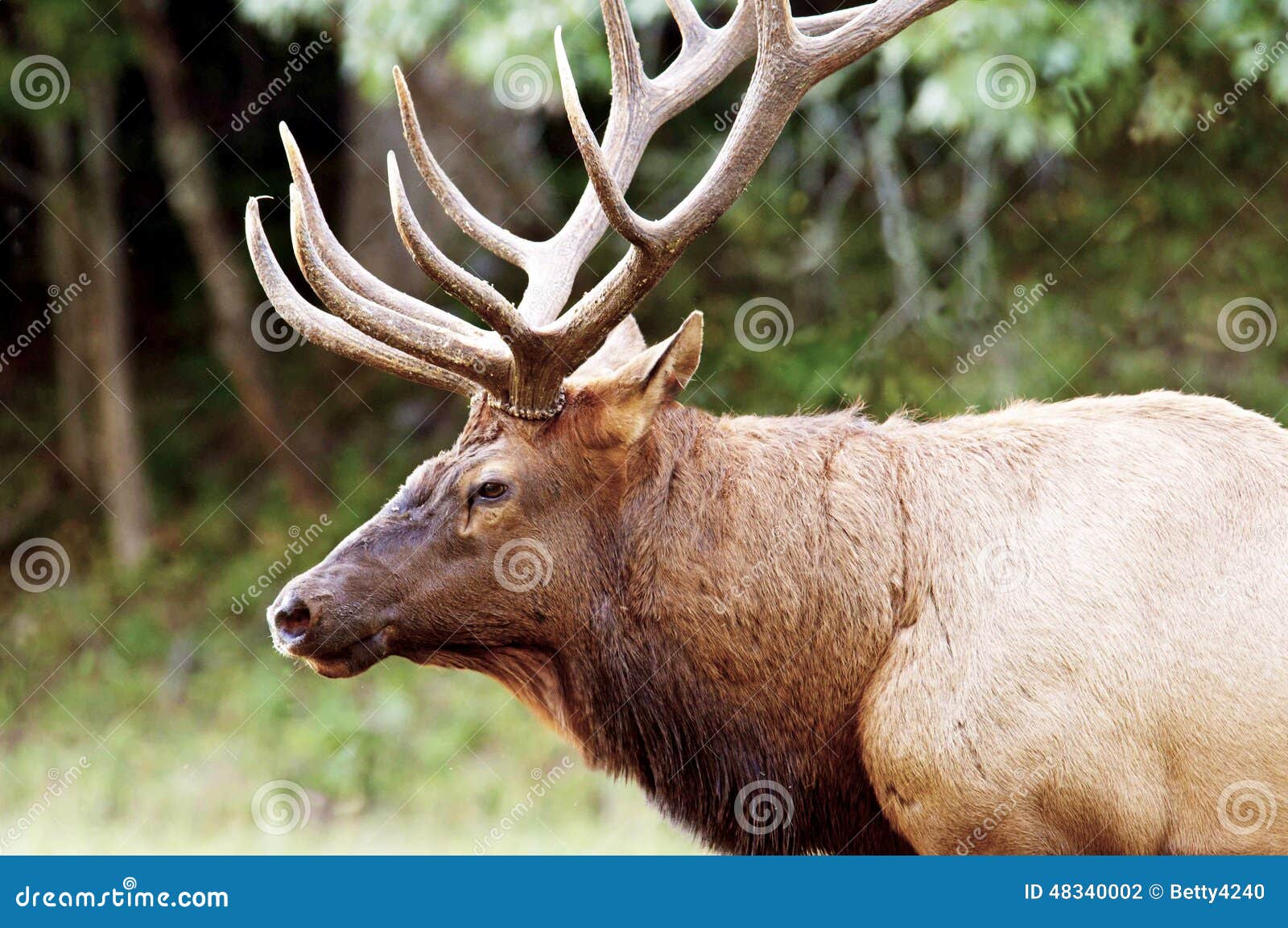 Close-up of a Large Bull Elk. Stock Photo - Image of graze, fighting ...