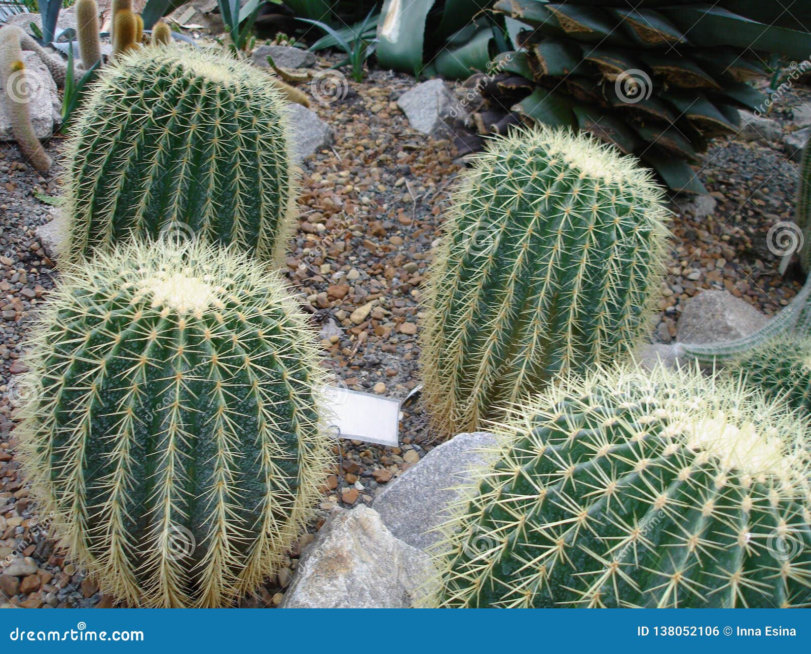 Cactus big stock photo. Image of grow, gardening, nature - 138052106