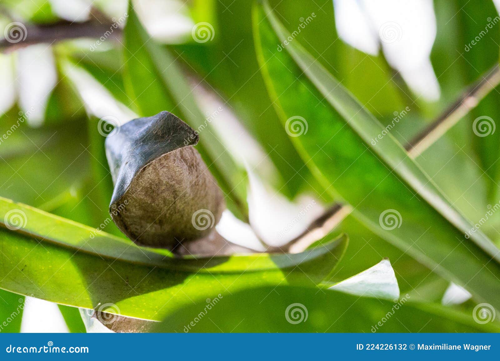Close-Up of Large Cocoon of Butterfly between Green Leaves. Stock Photo ...