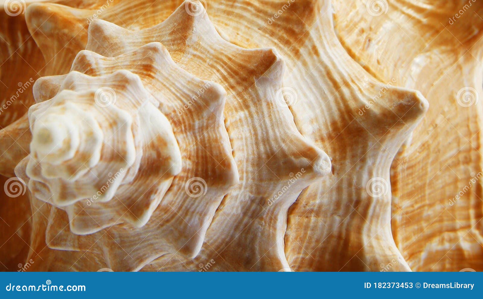 Close Up of Large Conch Shell Stock Image - Image of ornament, macro ...