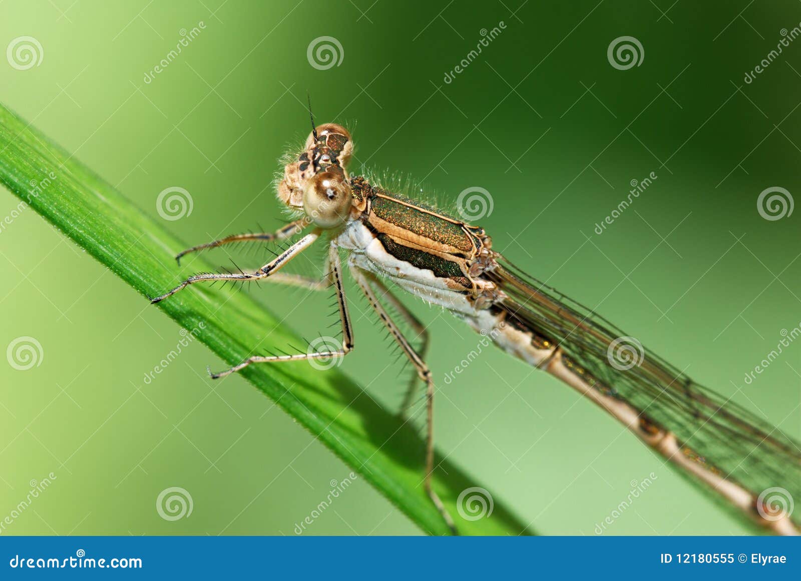 Close Up of a Large Dragonfly Stock Image - Image of dragonfly ...