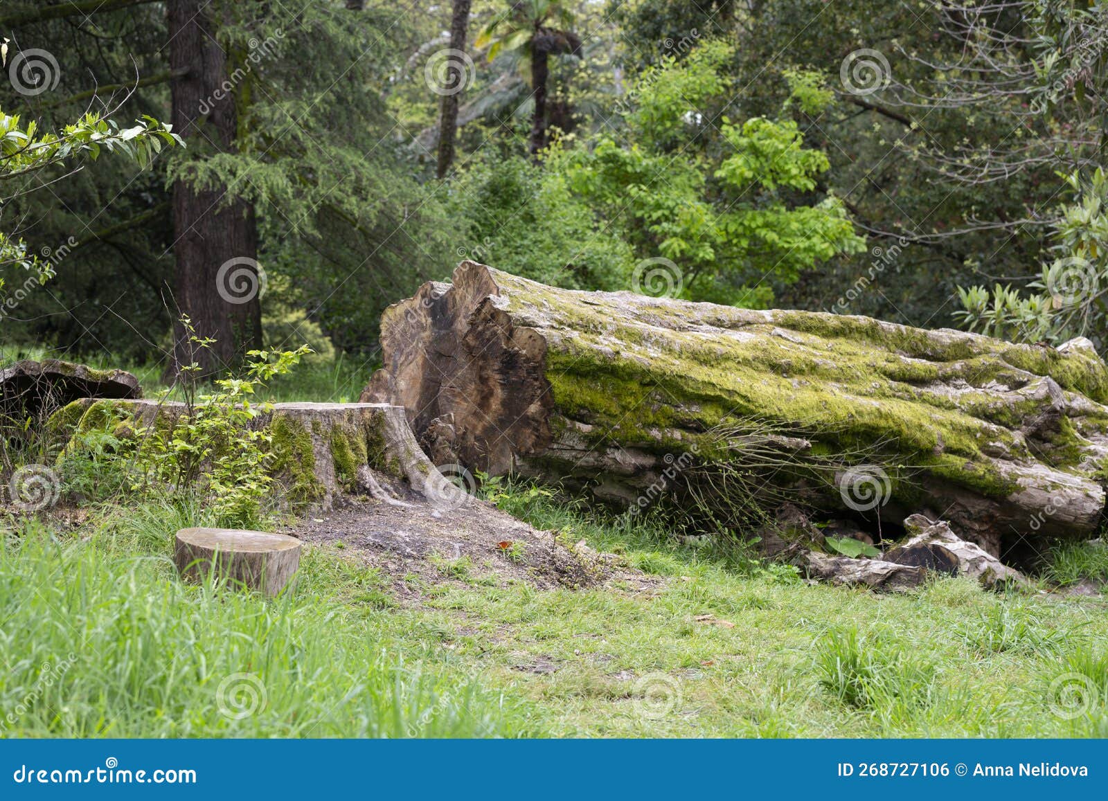 Close Up of a Large Fallen Tree Cut Down. Stock Photo - Image of plant ...