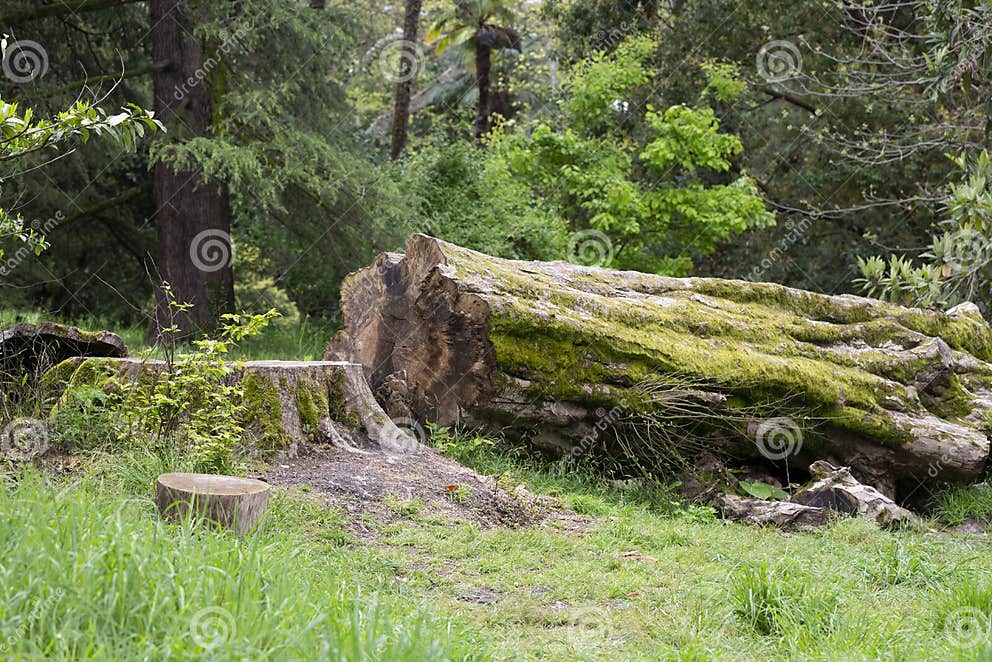 Close Up of a Large Fallen Tree Cut Down. Stock Photo - Image of plant ...