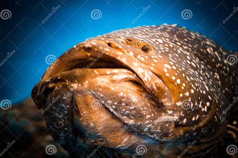 Close-up of a Large Fish with Distinctive Patterns and Textures in an ...