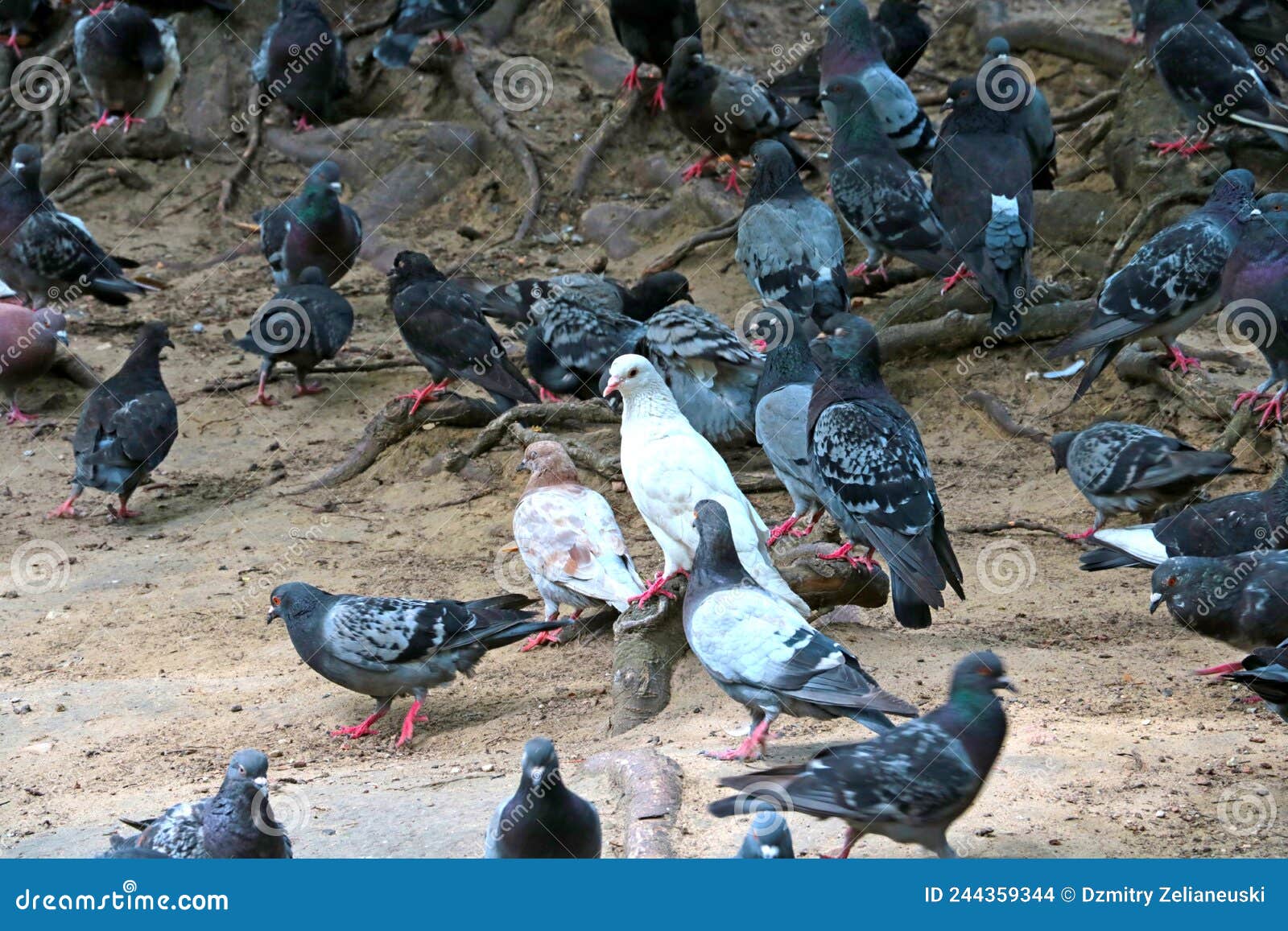 Close-up of a Large Flock of Pigeons on the Ground. Stock Photo - Image ...
