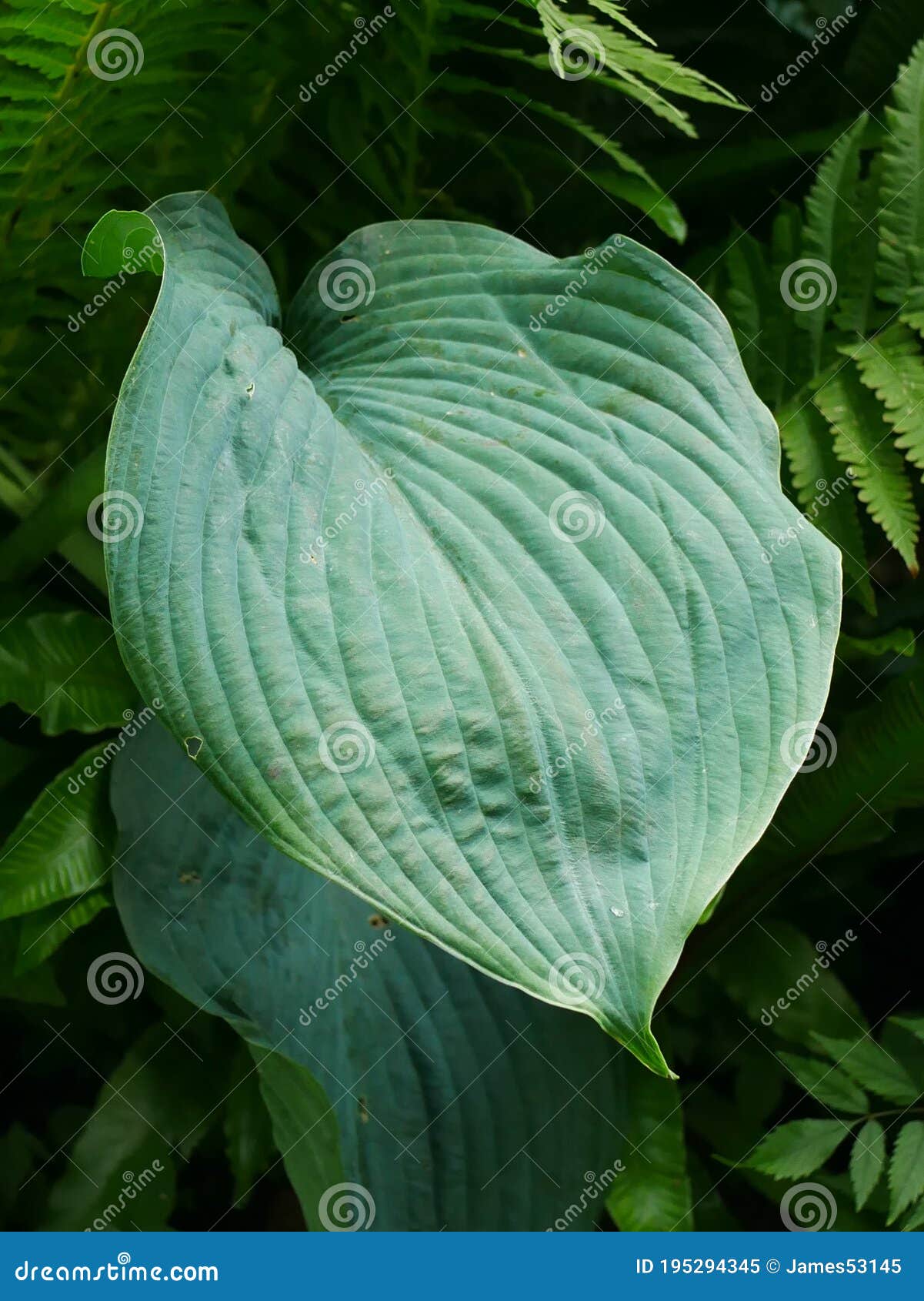 Large Hosta Leaf stock image. Image of plant, hosta - 195294345