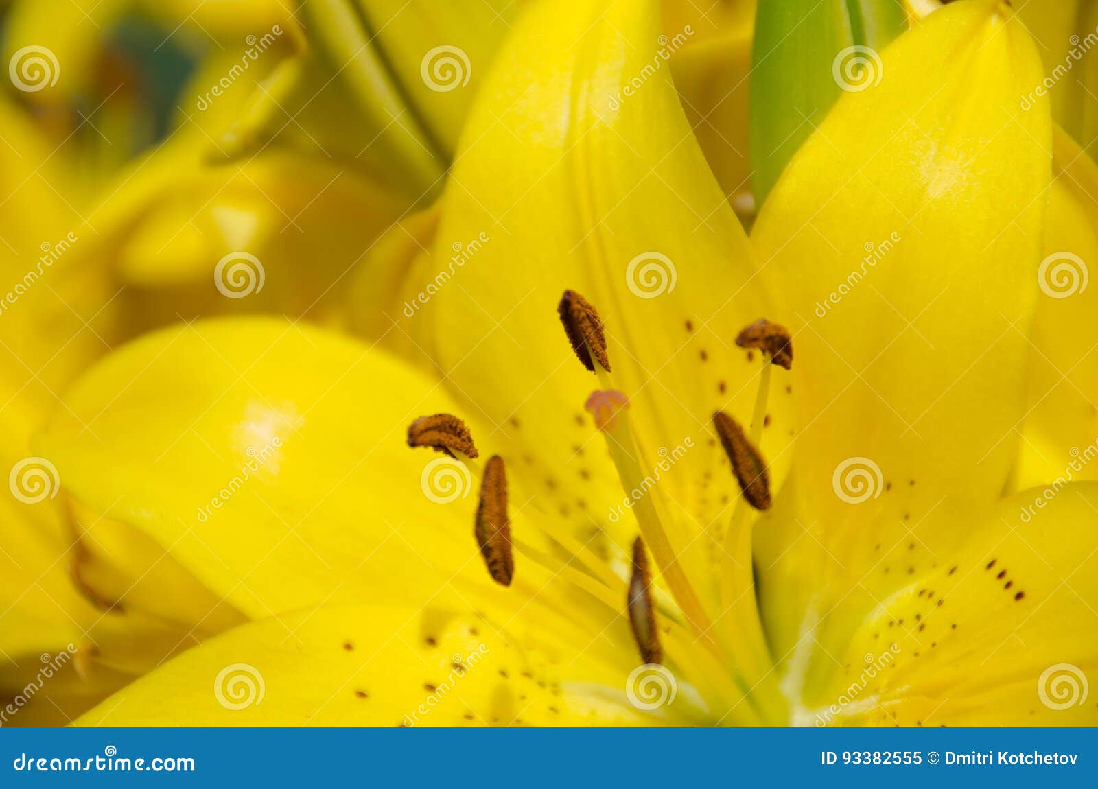 Close-up of Large Golden Matrix Lily Stock Image - Image of lilium ...