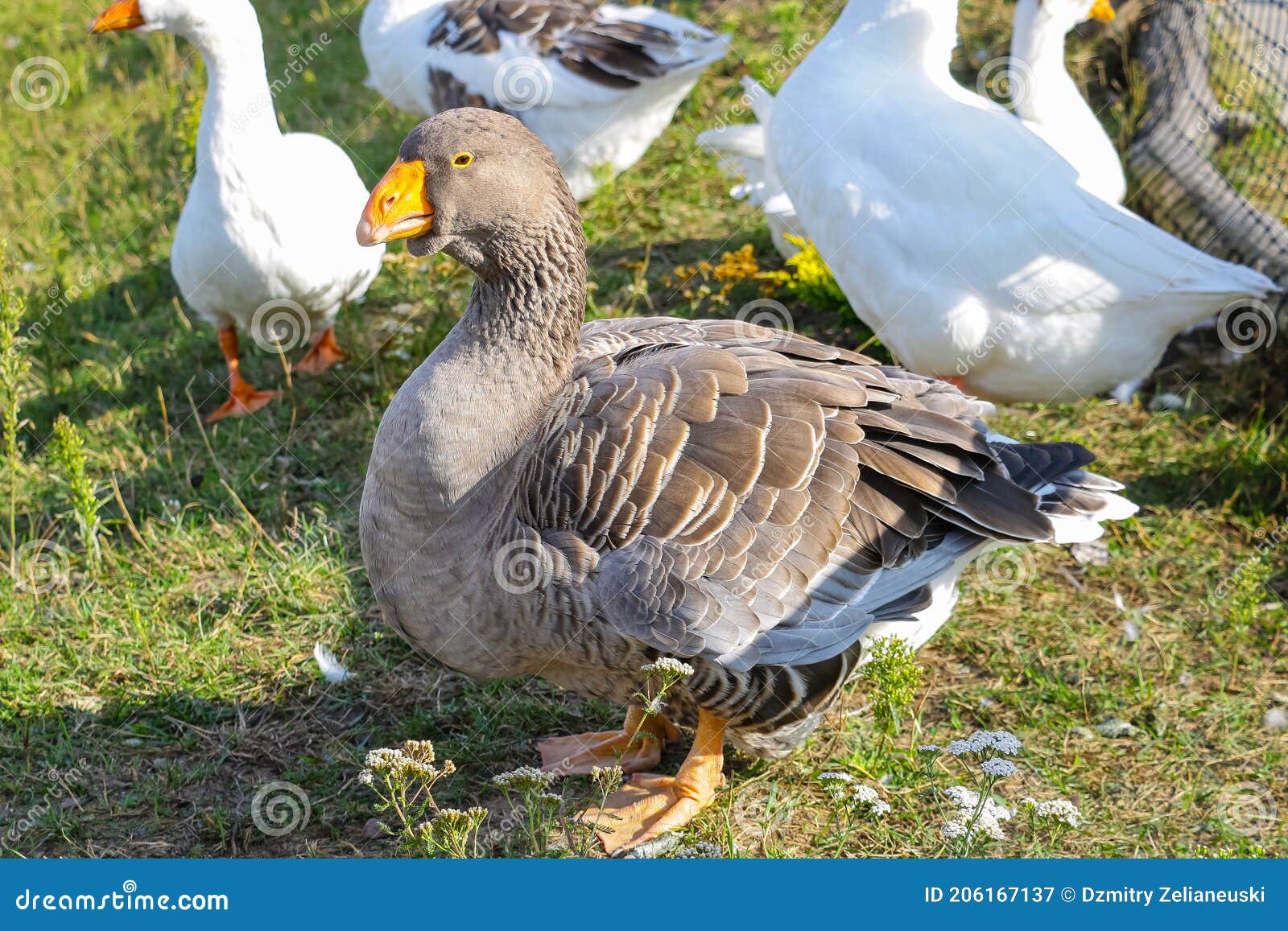 Close-up of a Large Gray Goose. Poultry Stock Image - Image of farm ...