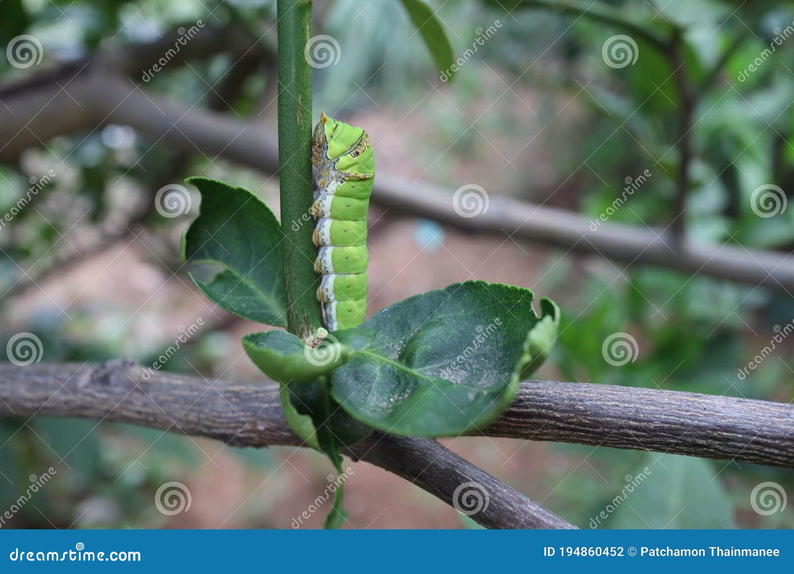 Close Up of a Large Green Worm Perched on a Lime Tree. Stock Photo ...