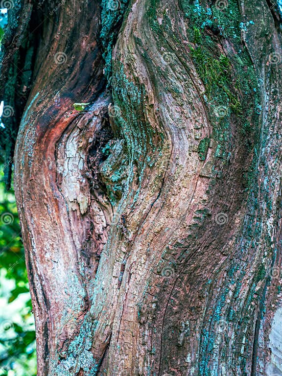 A Close-up of a Large Knothole on the Tree Stock Image - Image of flora ...