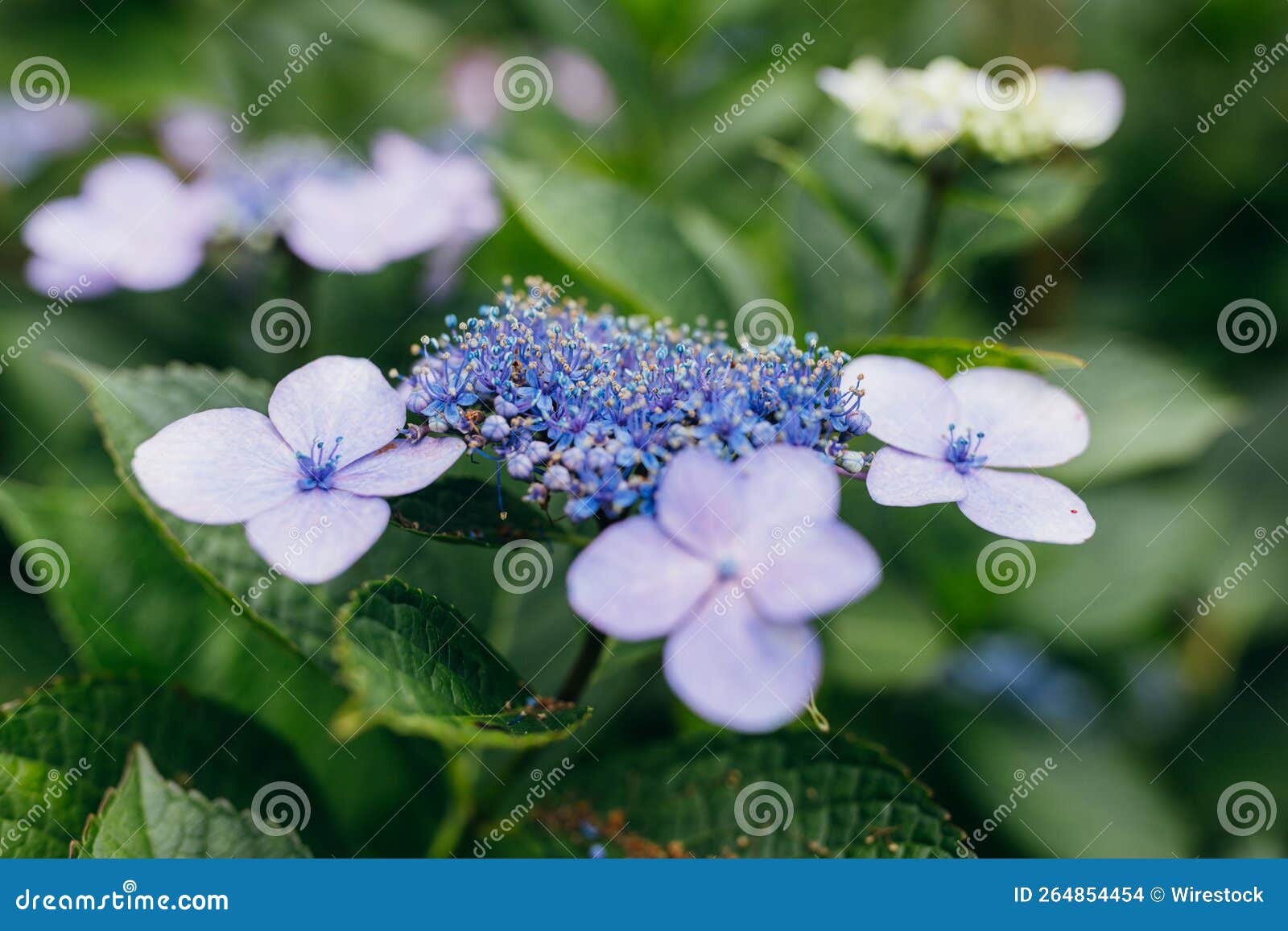 Close-up of Large-leaved Hydrangia (Hydrangea Macrophylla) Flowers in a ...