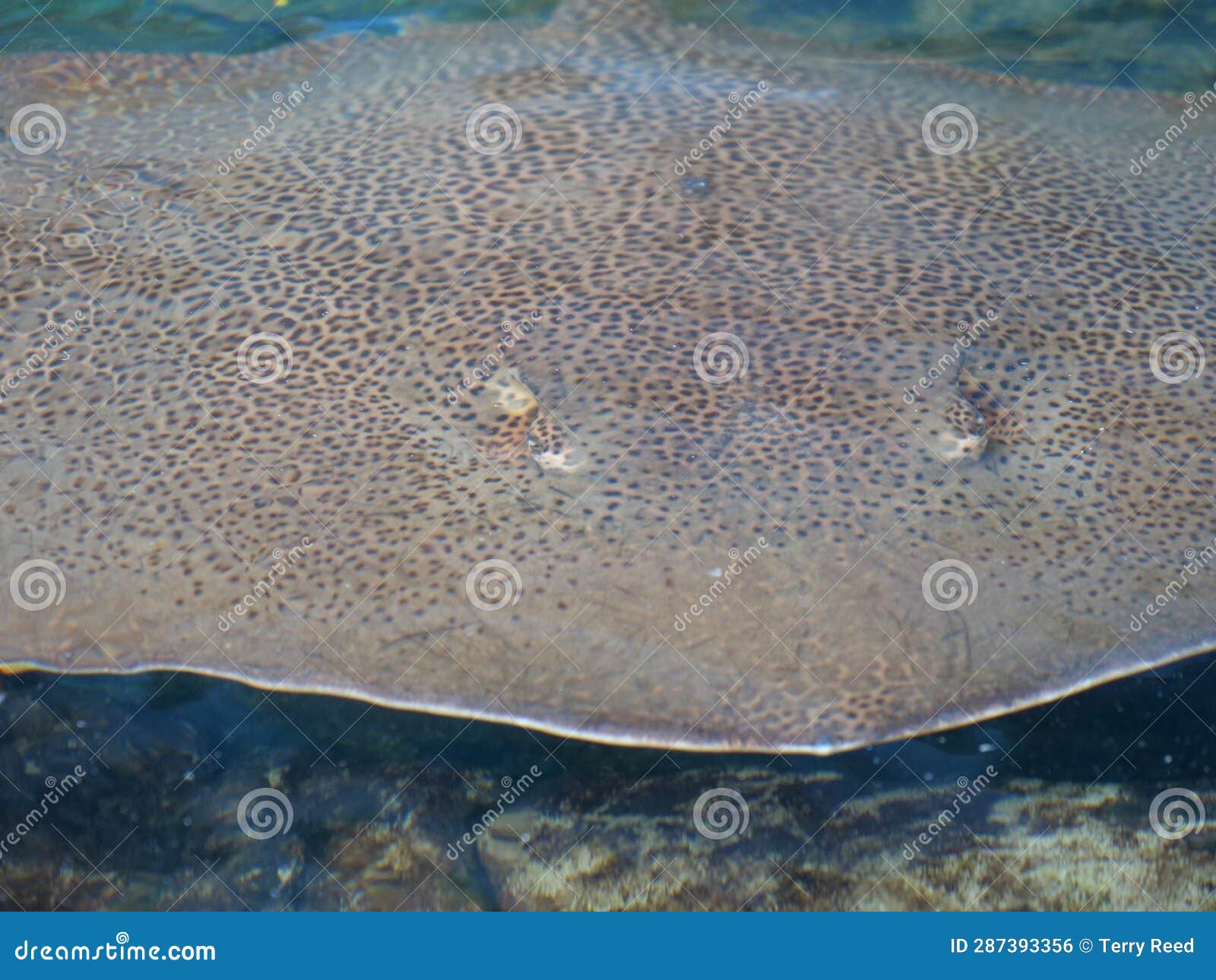 A Close Up of a Large Leopard Ray Stock Photo - Image of blue, camera ...