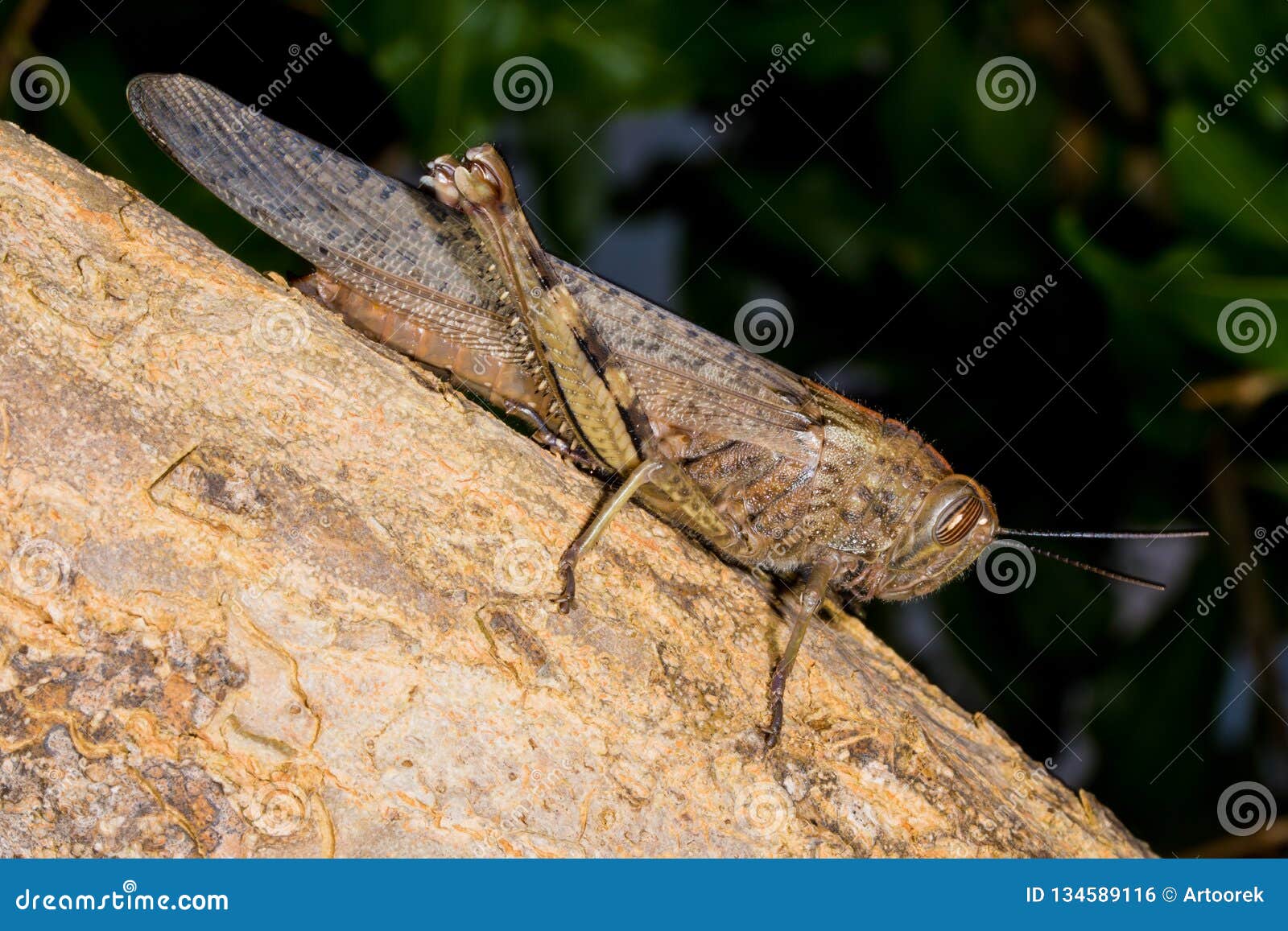 Macro image of a locust. stock photo. Image of biology - 134589116