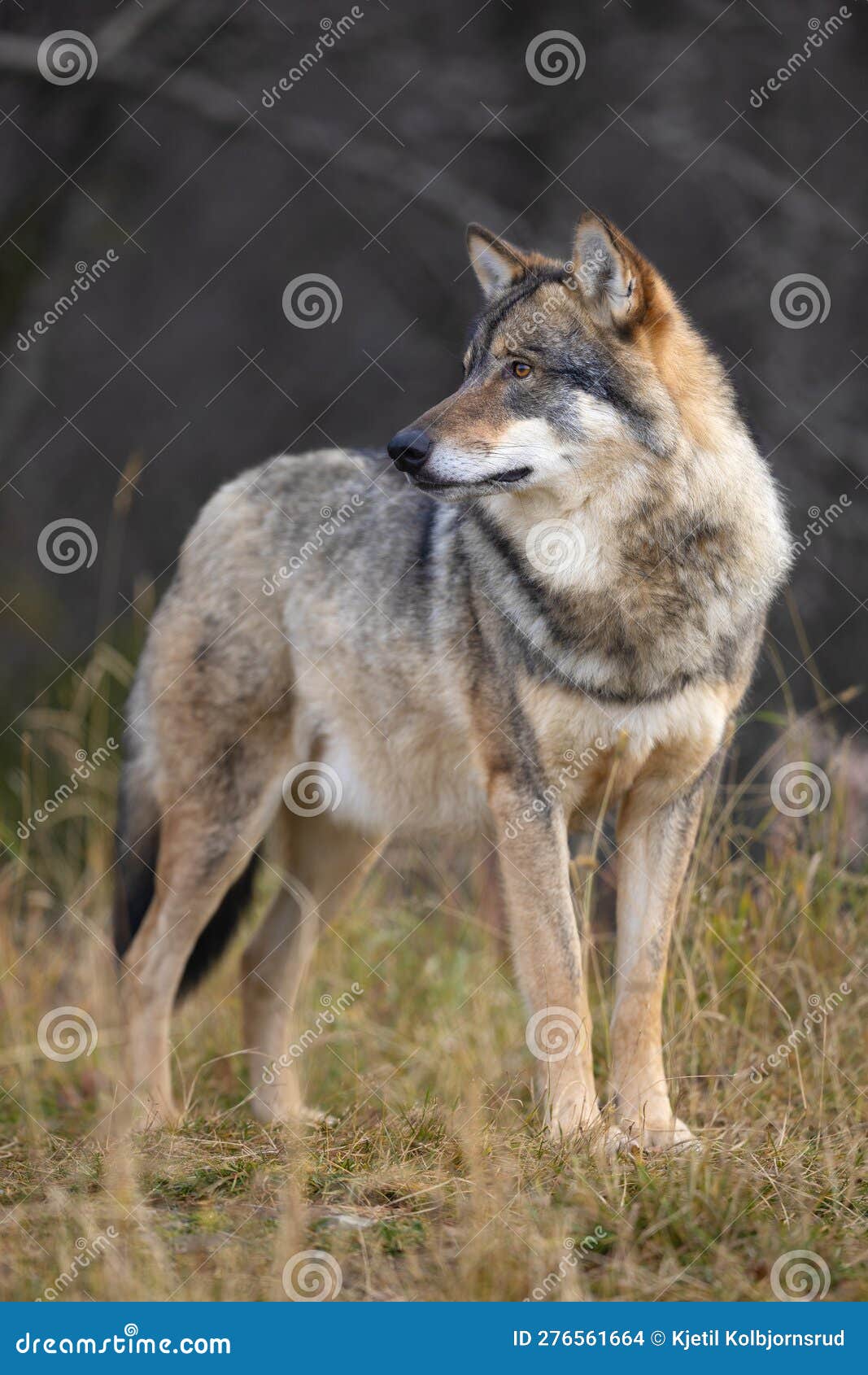 Close-up of Large Male Grey Wolf Looing for Enemies in the Forest Stock ...