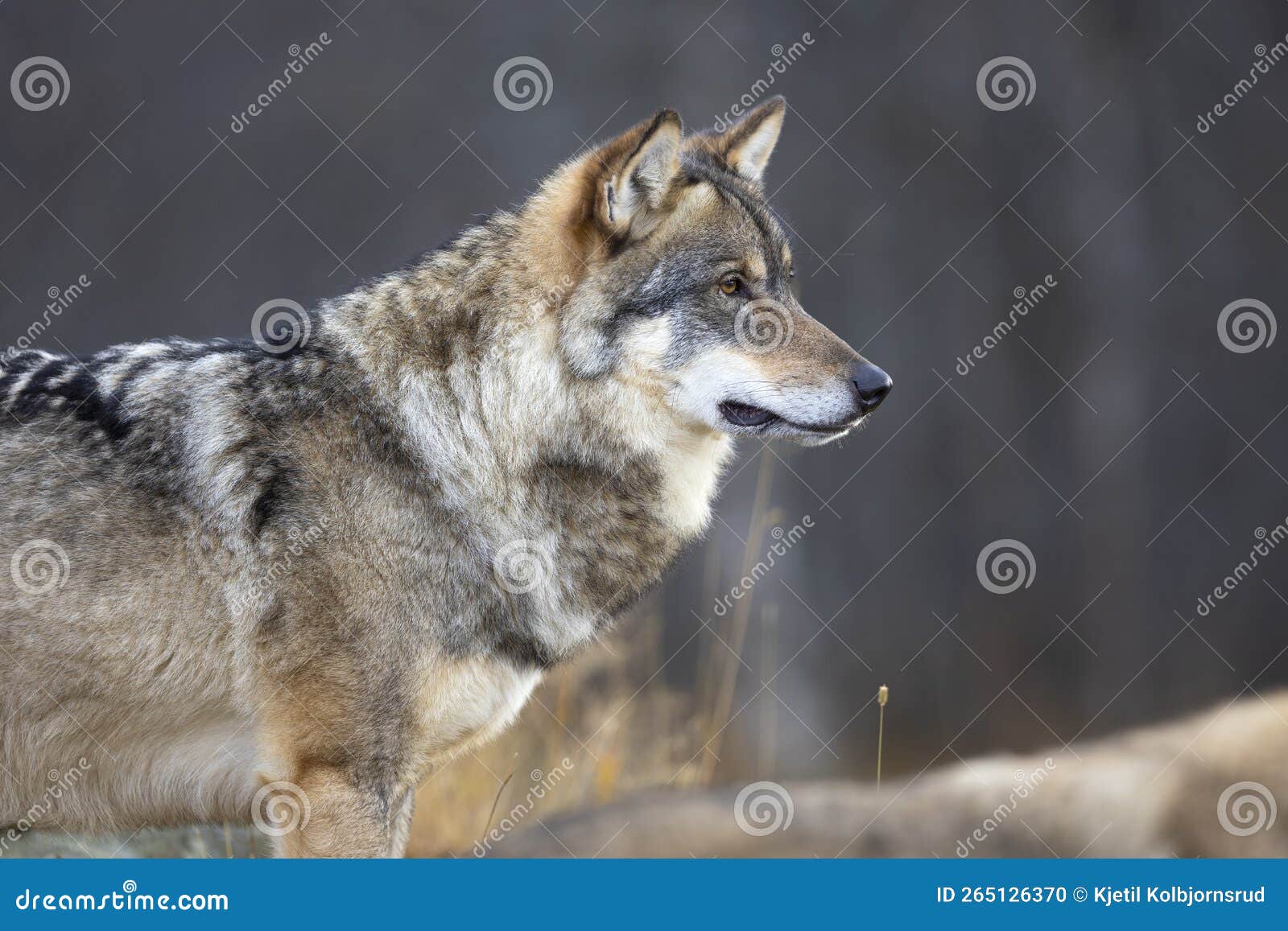 Close-up of Large Male Grey Wolf Standing on a Rock in the Forest Stock ...