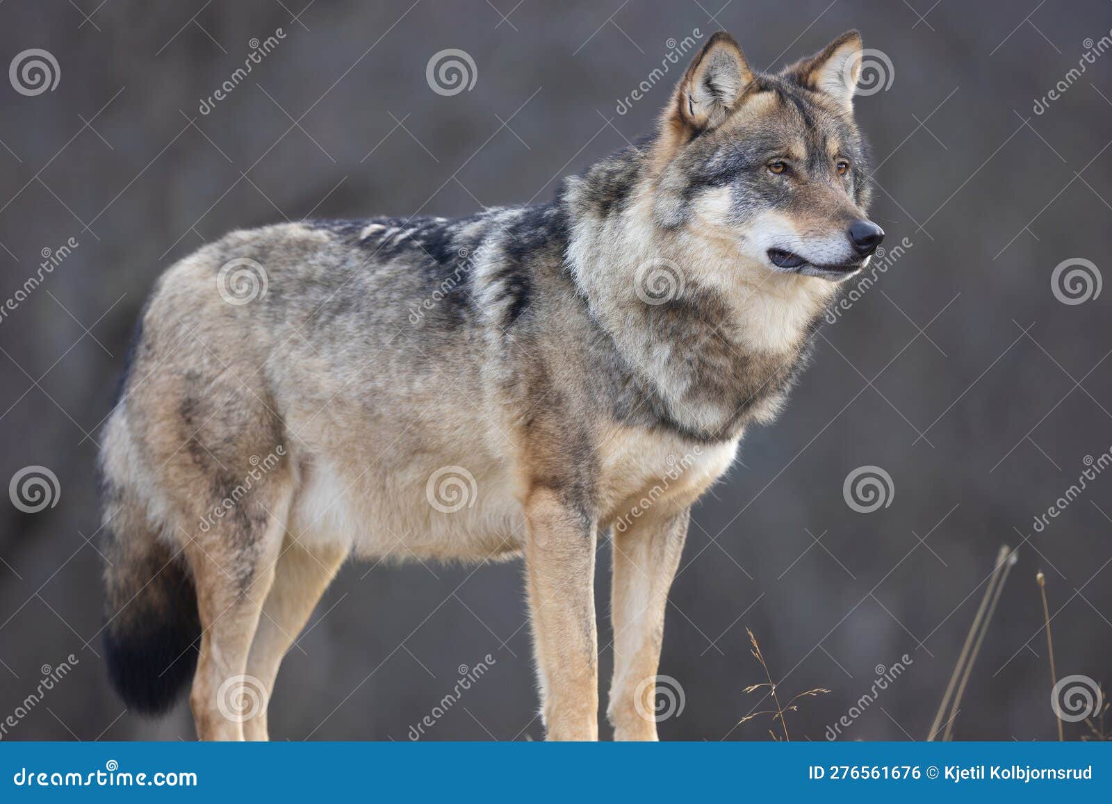 Close-up of Large Male Grey Wolf Standing on a Rock in the Forest Stock ...