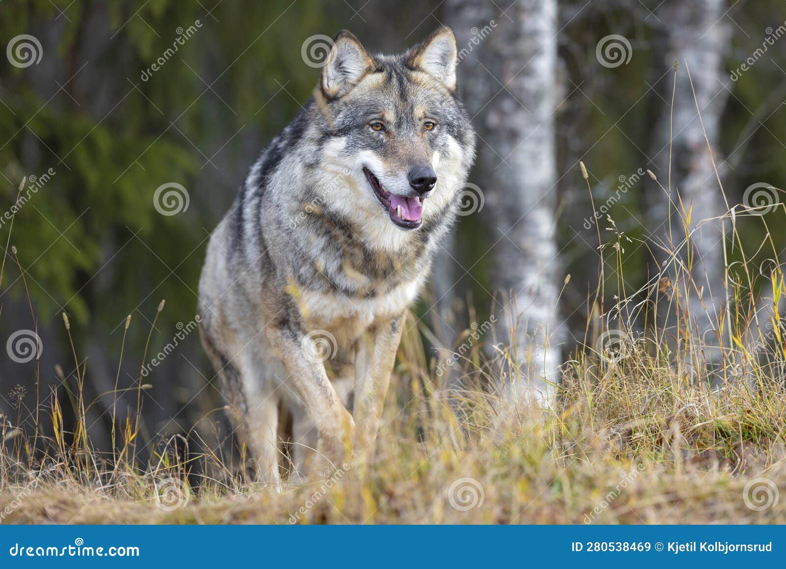 Close-up of Large Male Grey Wolf Walking on a Hill in the Forest Stock ...