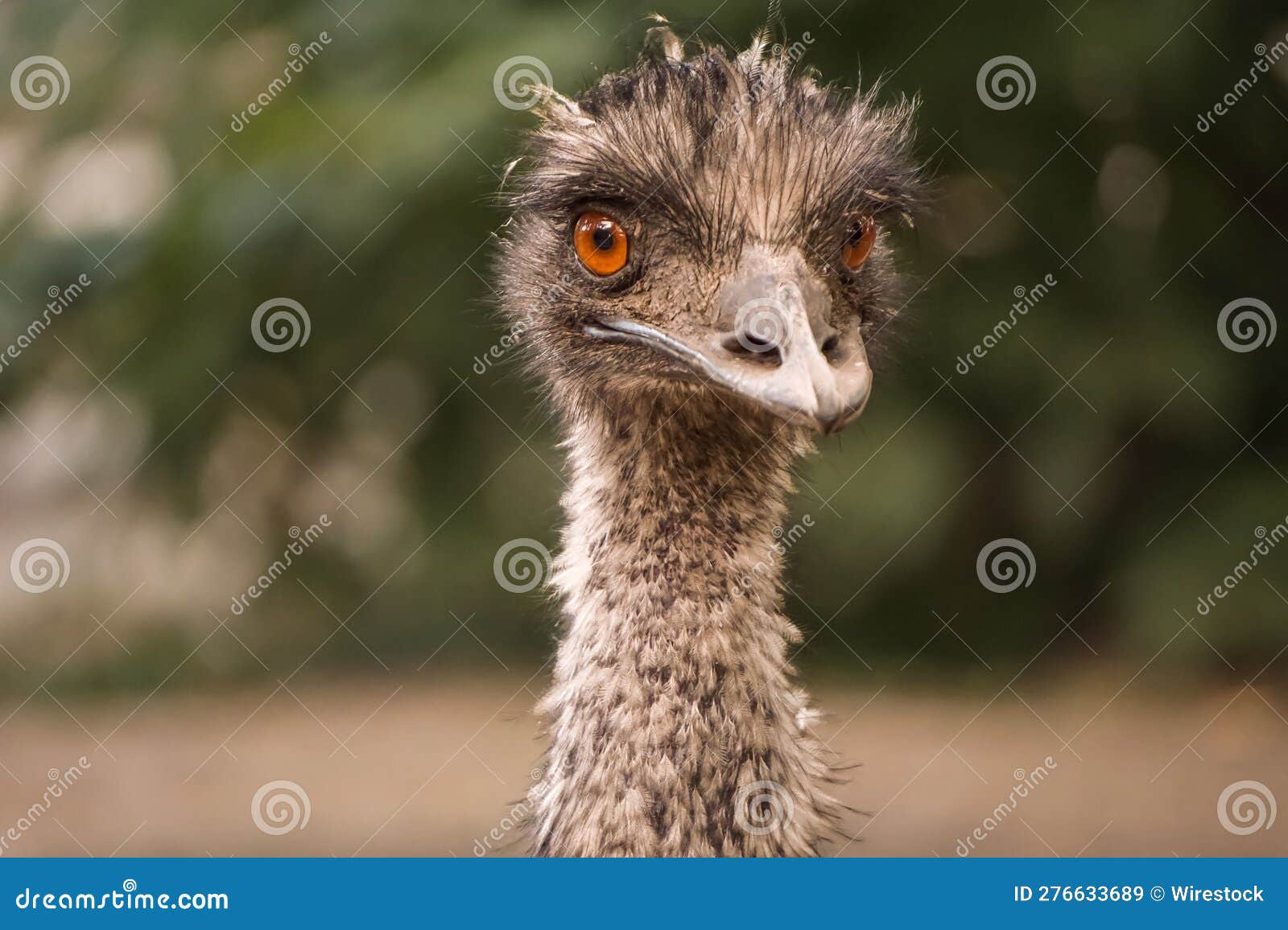 Close-up of a Large Ostrich Looking Directly into the Camera with Its ...