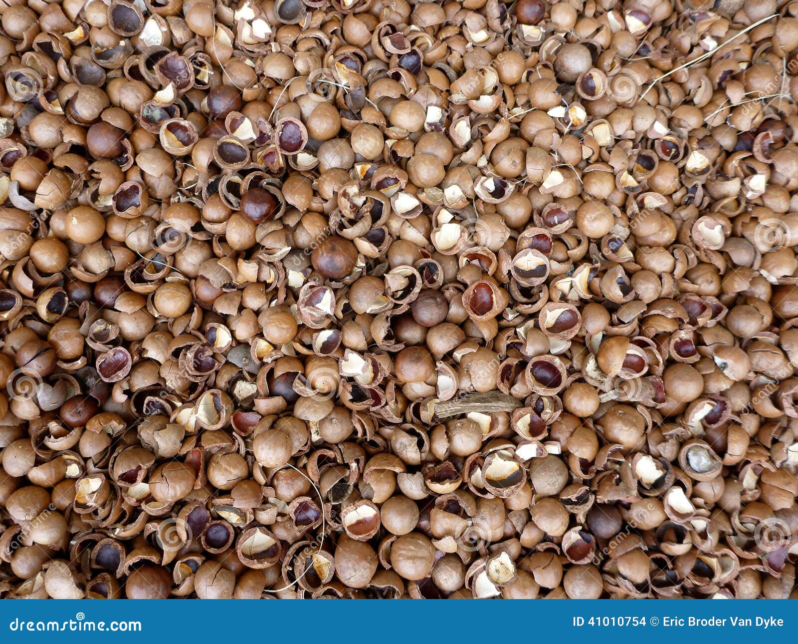 Close-up of Large Pile of Macadamia Nuts Cracked Stock Photo - Image of ...