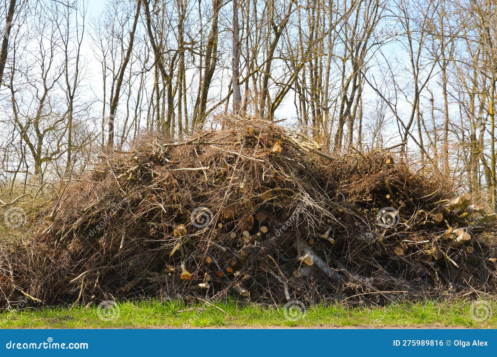 Close Up of Large Pile of Sticks Branches. a Bundle of Dry Sticks and ...